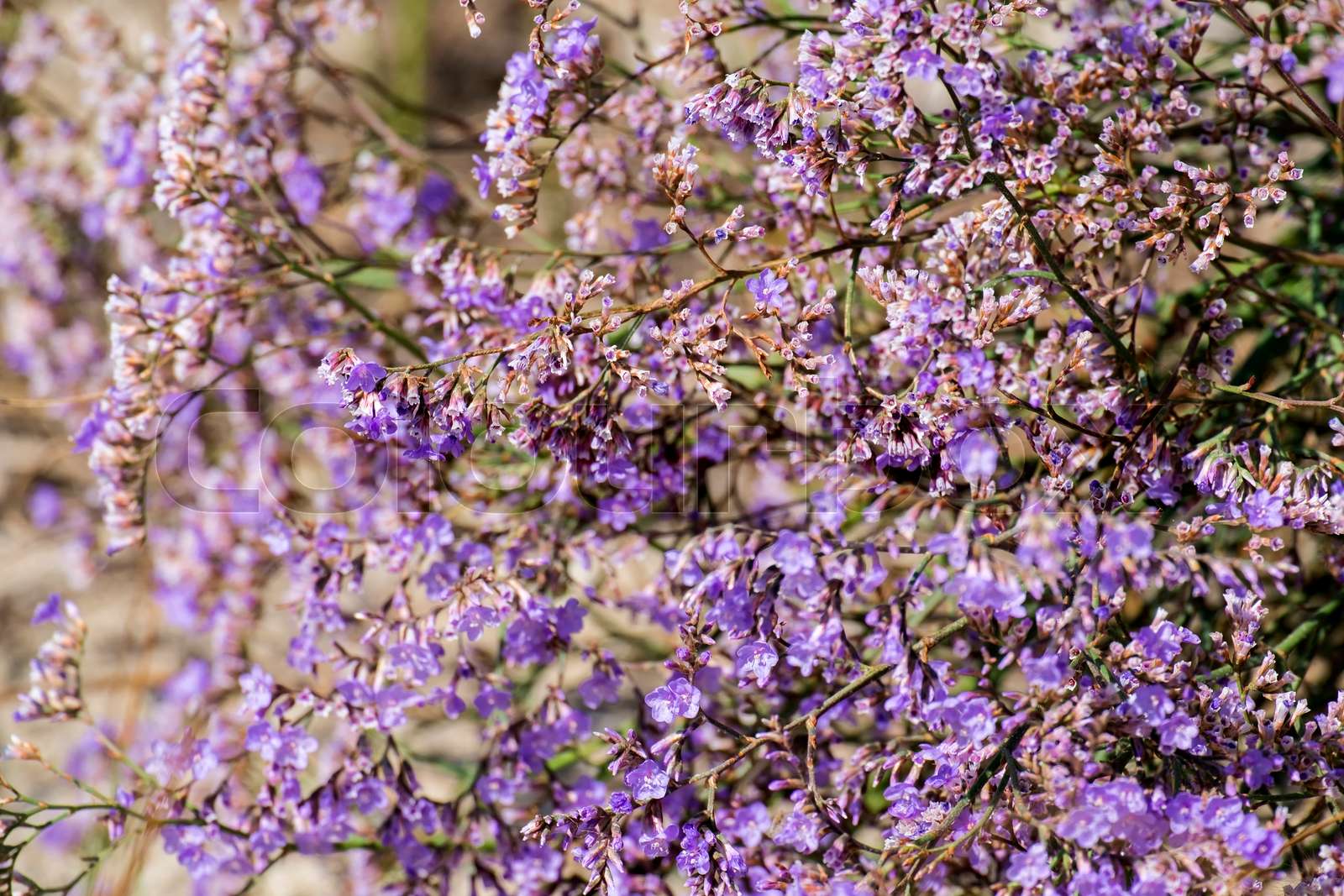 Purple flowers of caspia (Limonium gmelinii) | Stock image | Colourbox