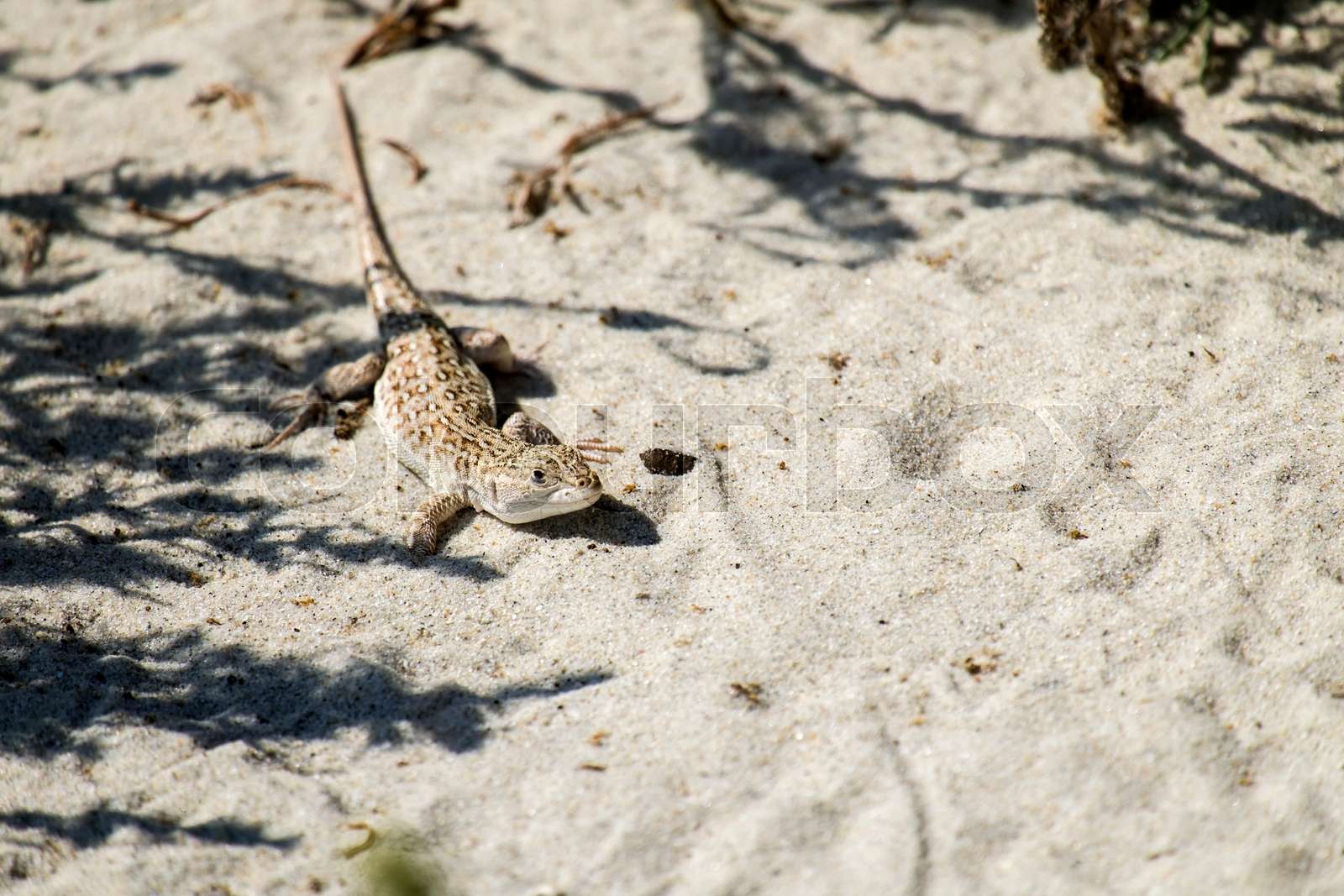 Substrate Steppe Runner