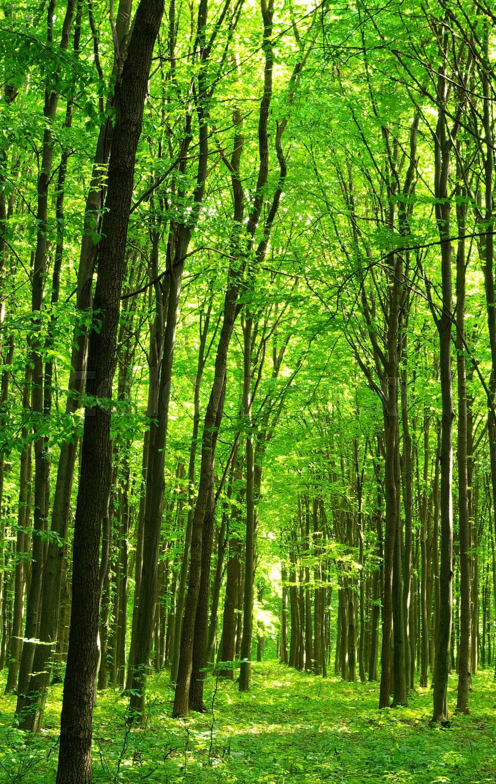 forest | Stock image | Colourbox