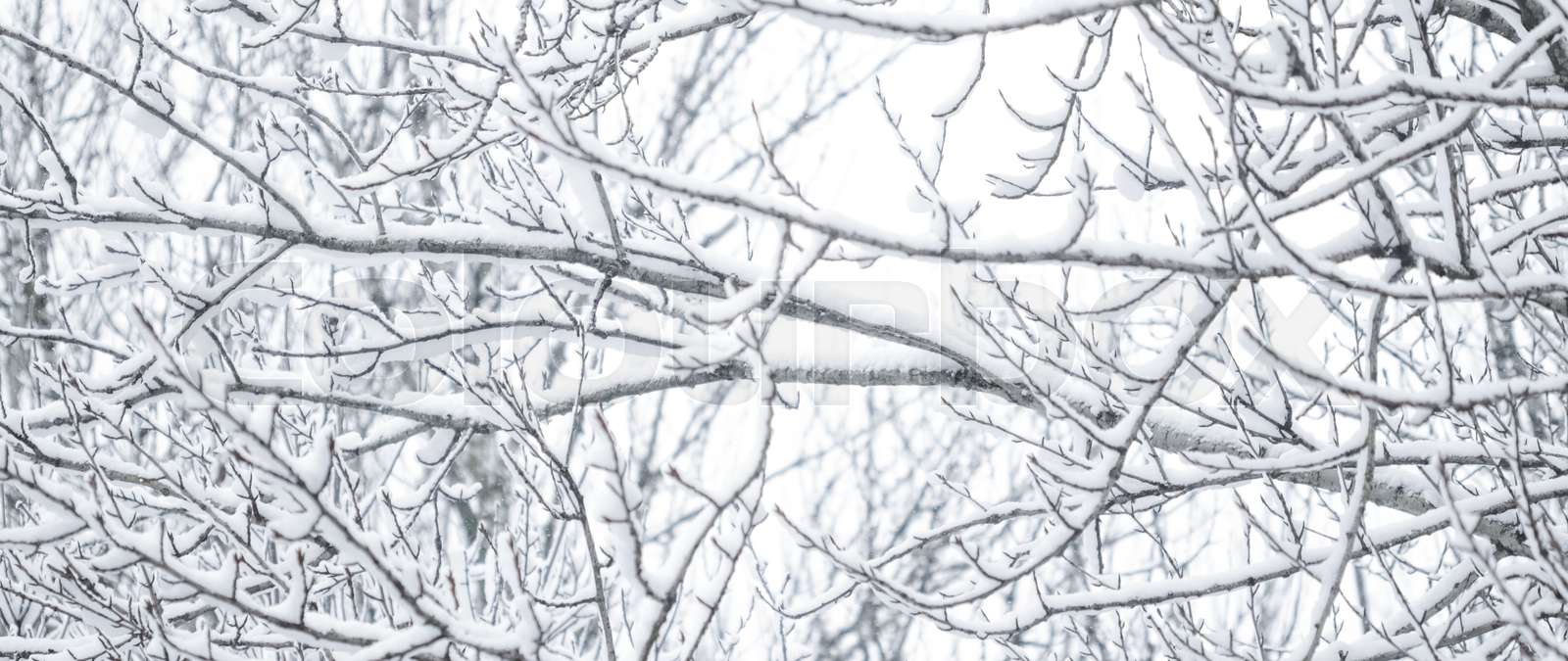 Winter abstract background, beautiful trees covered with snow ...