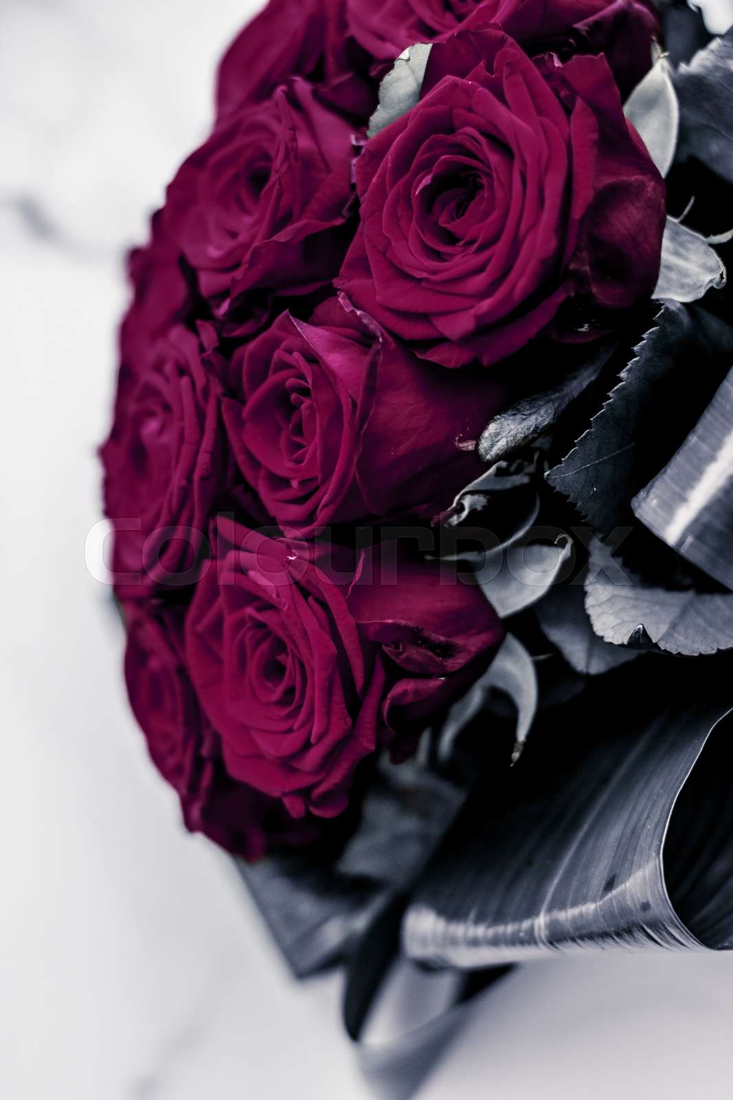Dark Maroon Roses