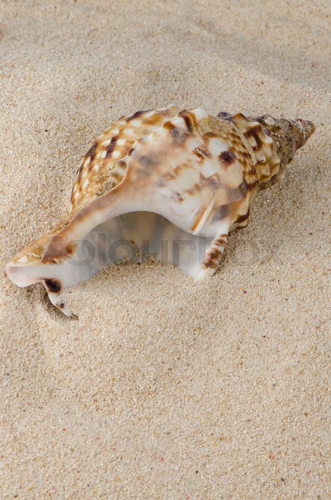 Sea shell on the shore | Stock image | Colourbox