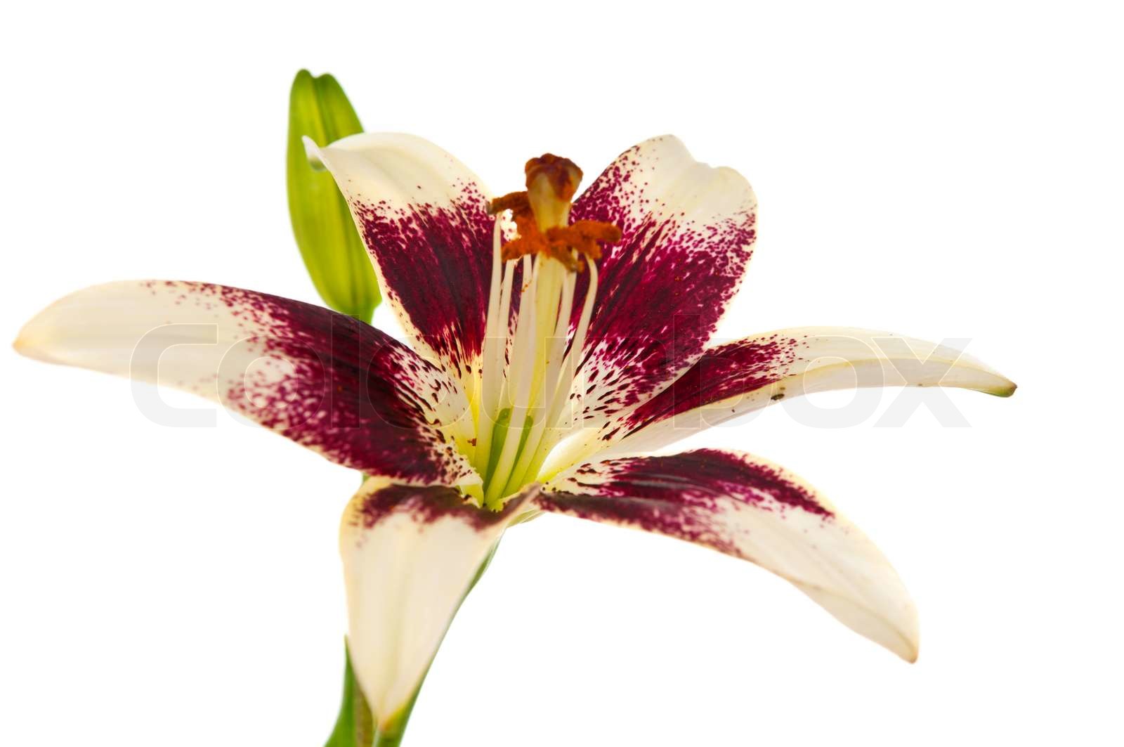 lily flowers isolated | Stock image | Colourbox