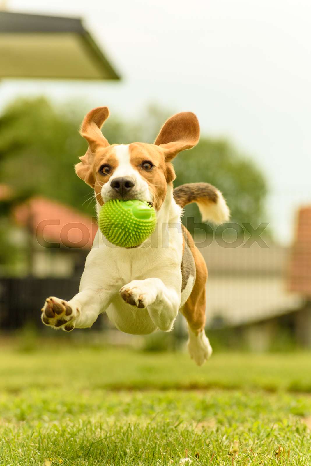 Dog run beagle jumping fun | Stock image | Colourbox