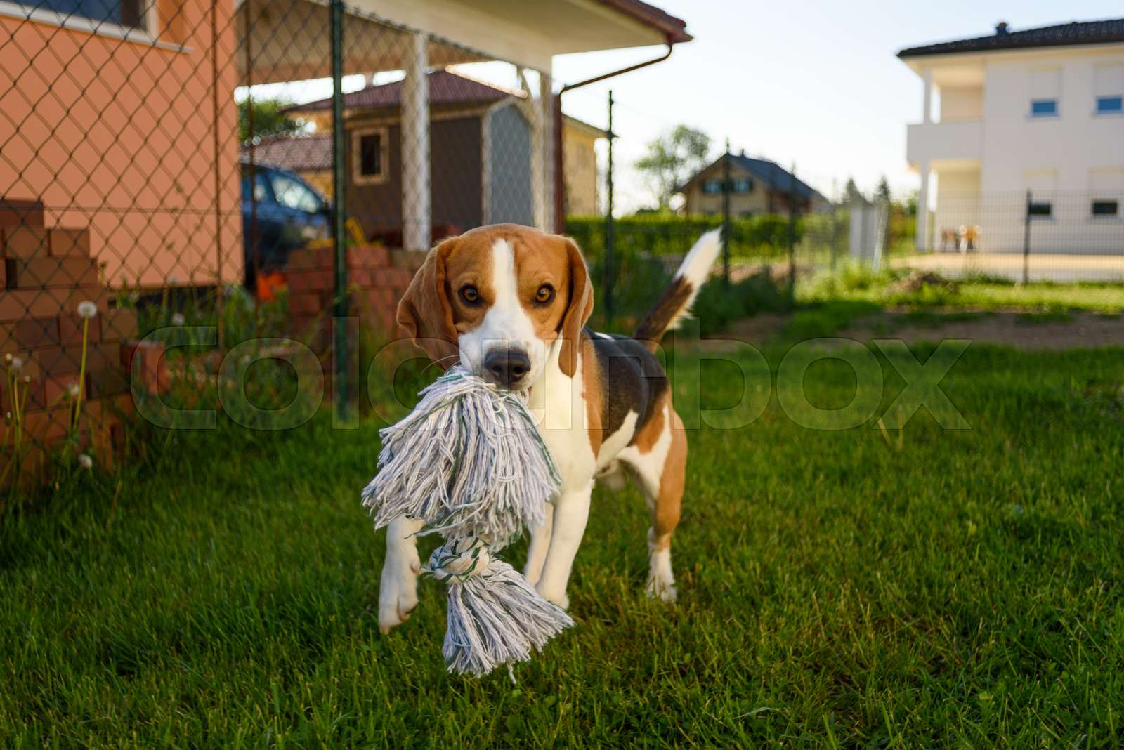 Dog run beagle jumping fun | Stock image | Colourbox