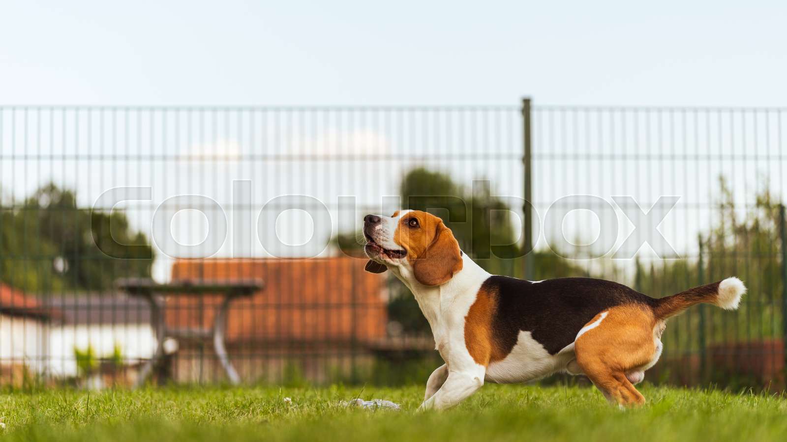 Dog run Beagle fun and jumping | Stock image | Colourbox