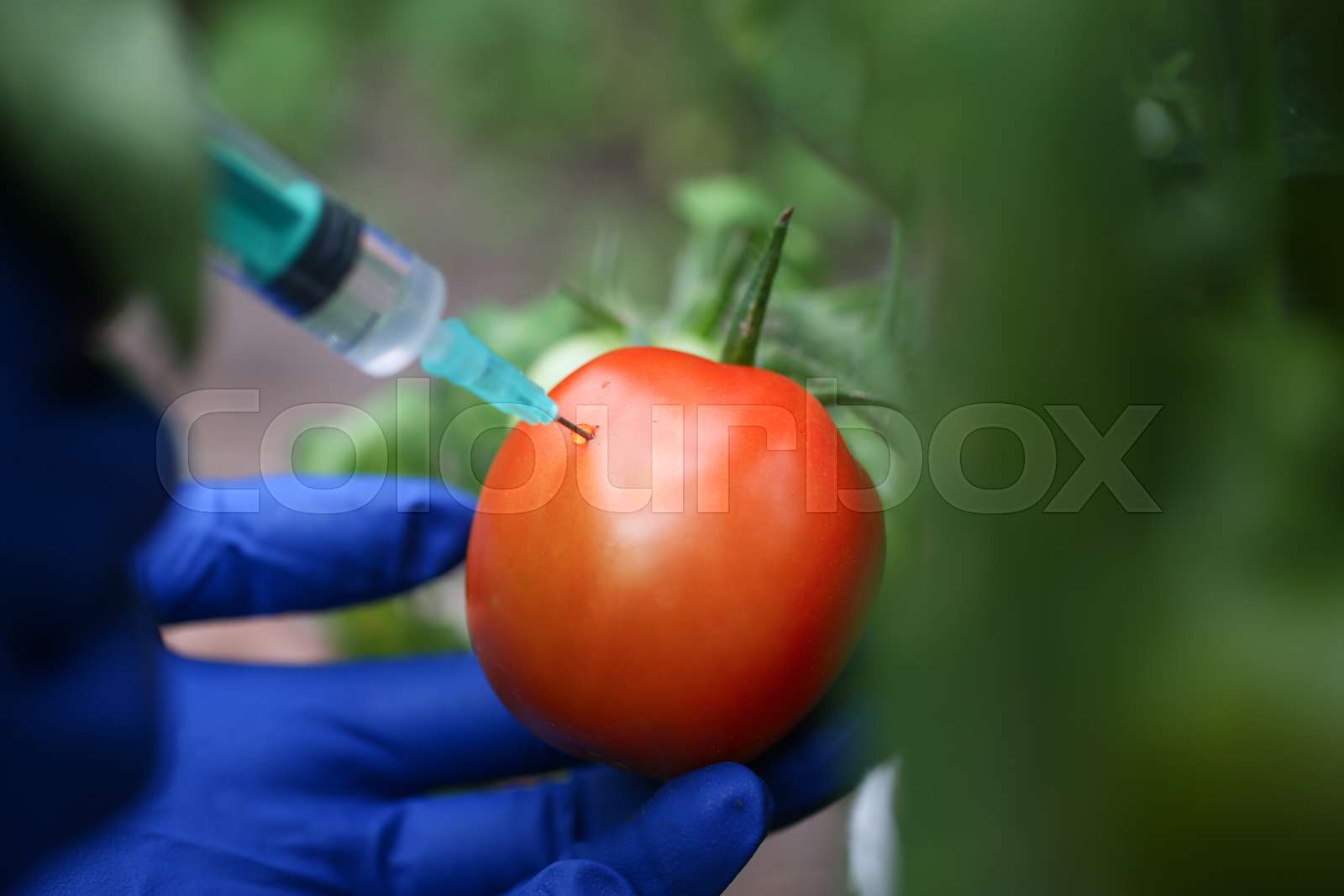 Injection vegetable for quick ripening tomato. | Stock image | Colourbox