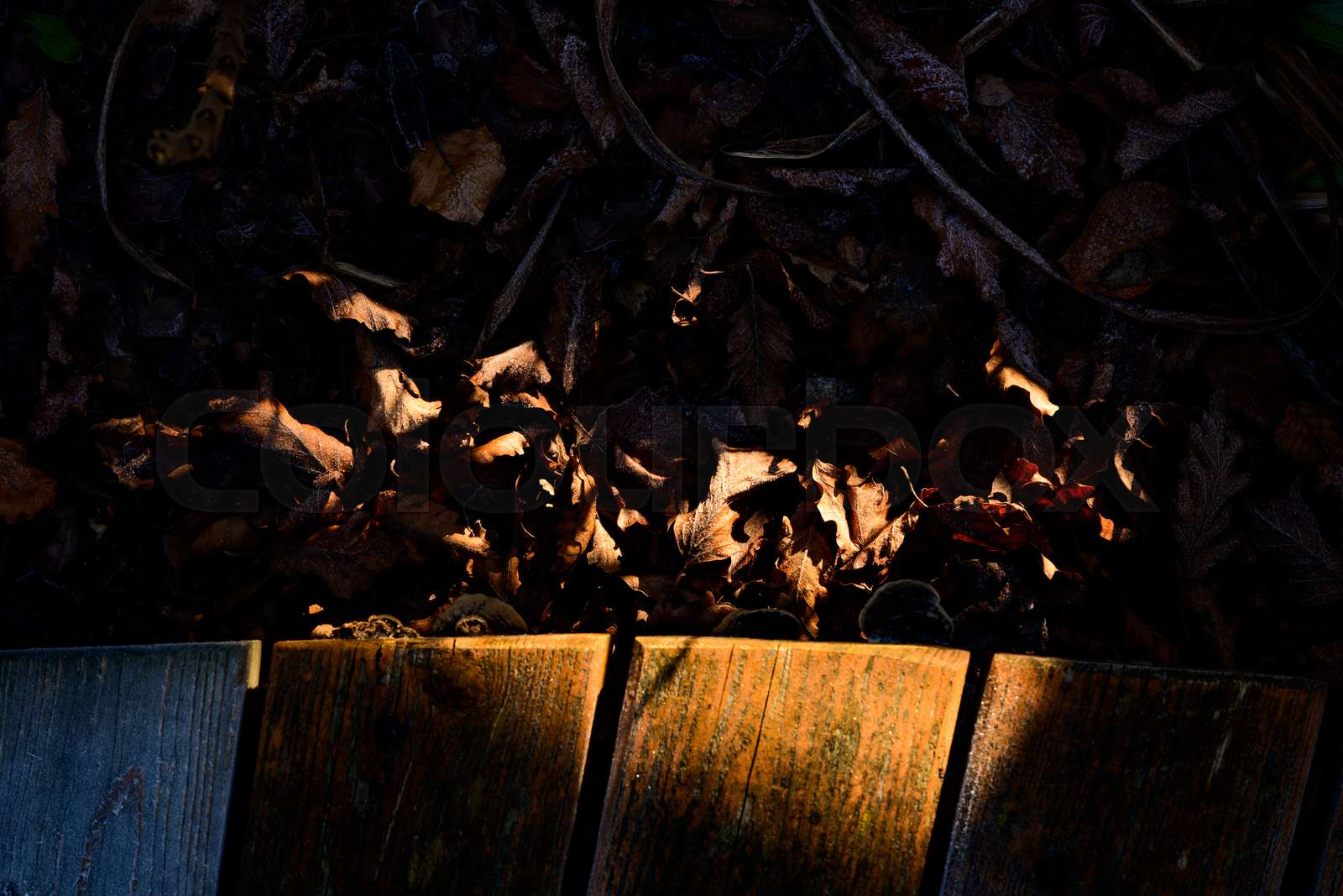 Deep shadows and sun on a garden path with dead leaves | Stock image ...