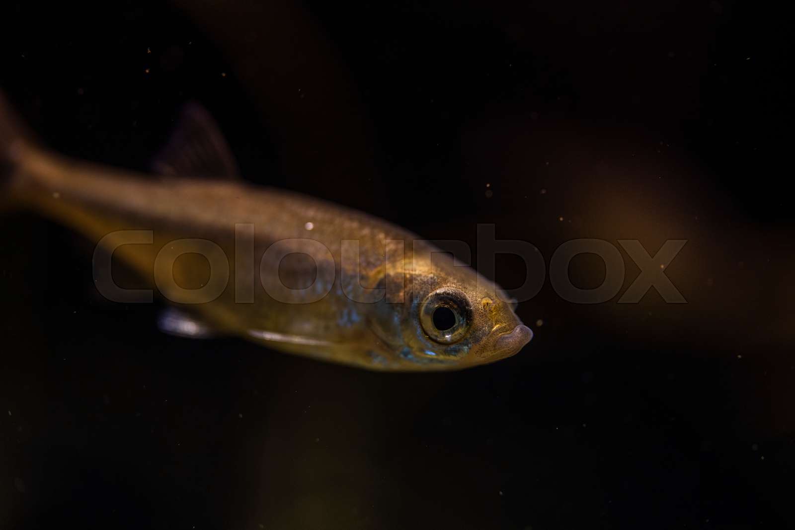 Leucaspius delineatus underwater, moderlieschen swimming underwater ...