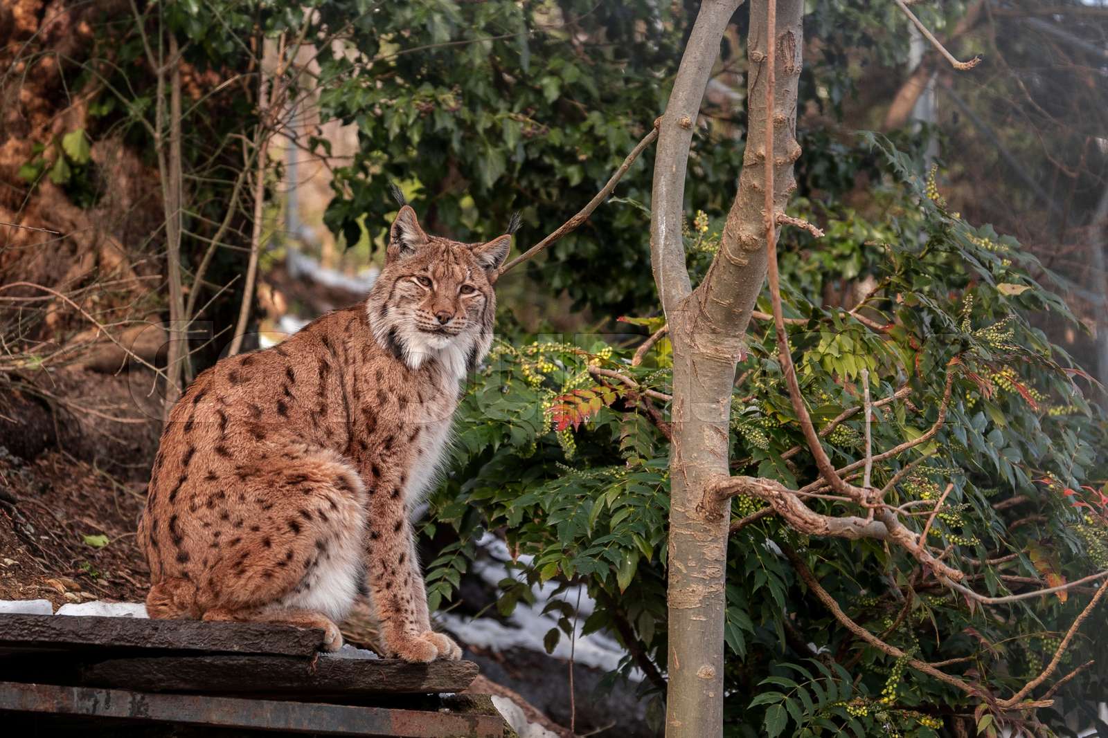 Lynx sitting on some wood, Lynx close up photography, Lynx image ...