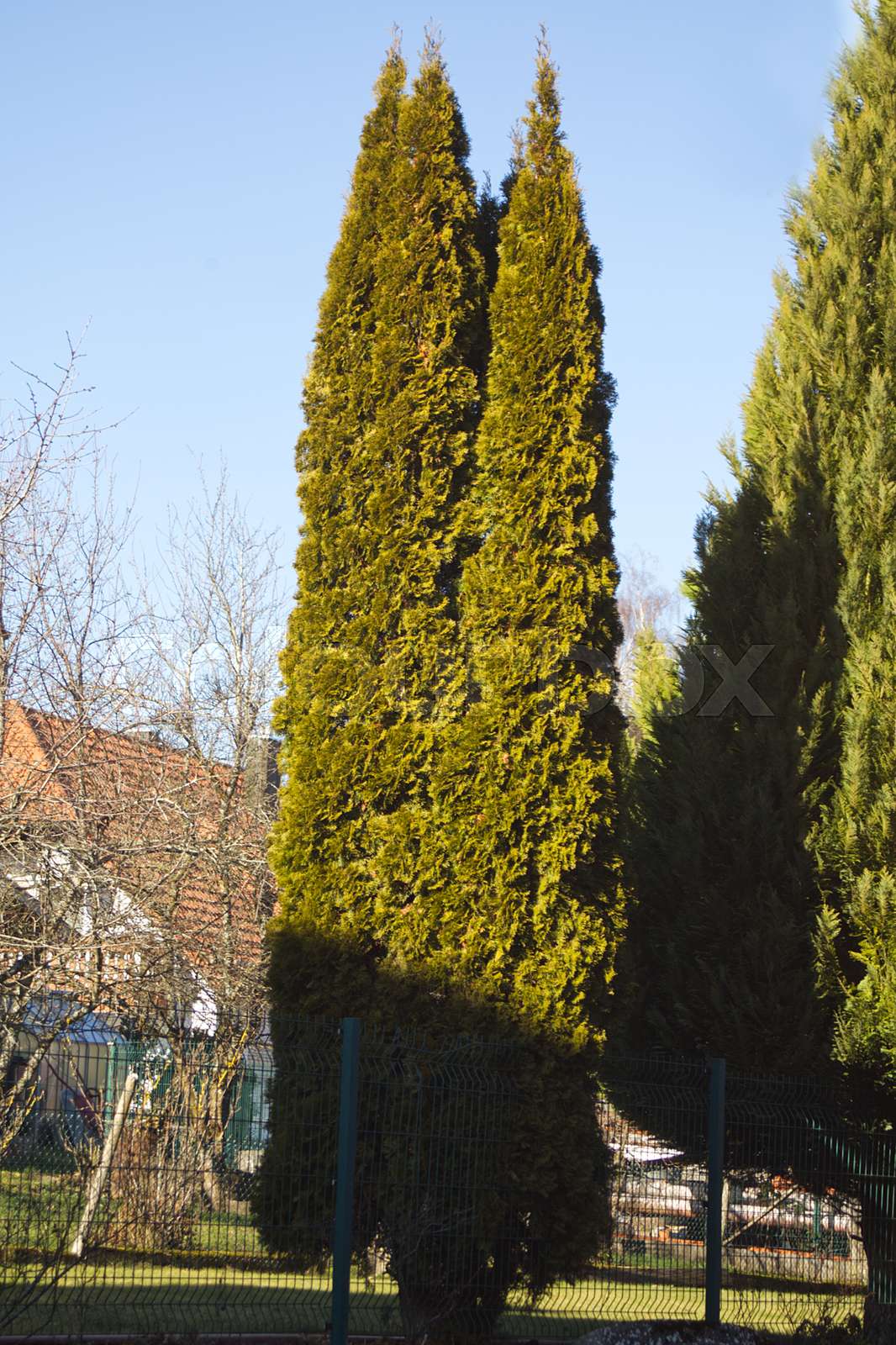Thuja Lebensbaum, Thujen Hecke im Garten | Stock Bild | Colourbox