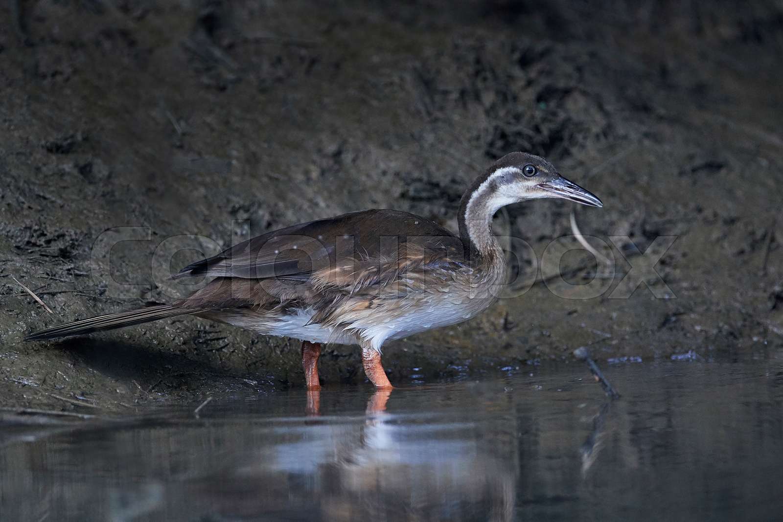 African finfoot (Podica senegalensis) | Stock image | Colourbox