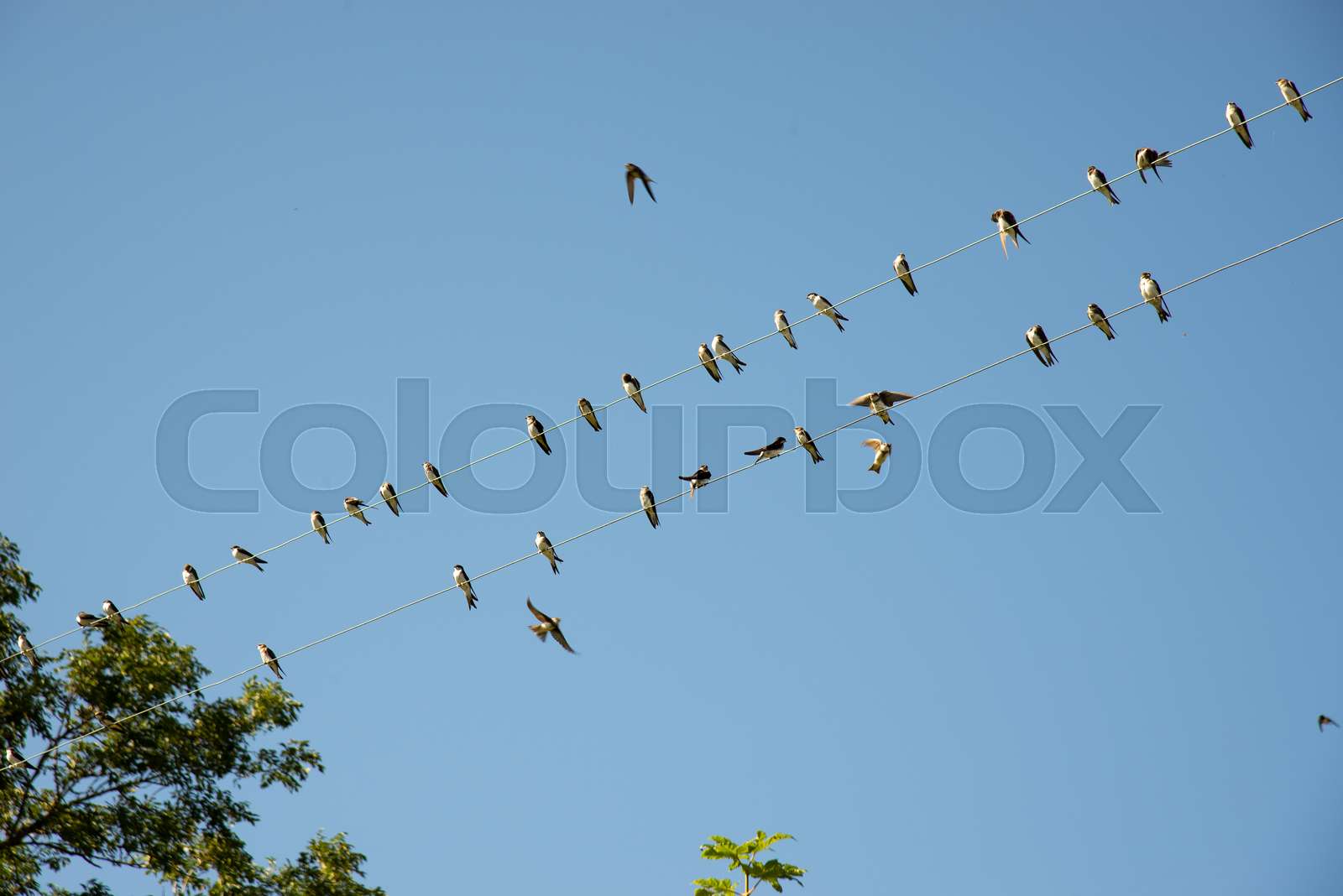 swallows, svaler, fugle | Stock image | Colourbox