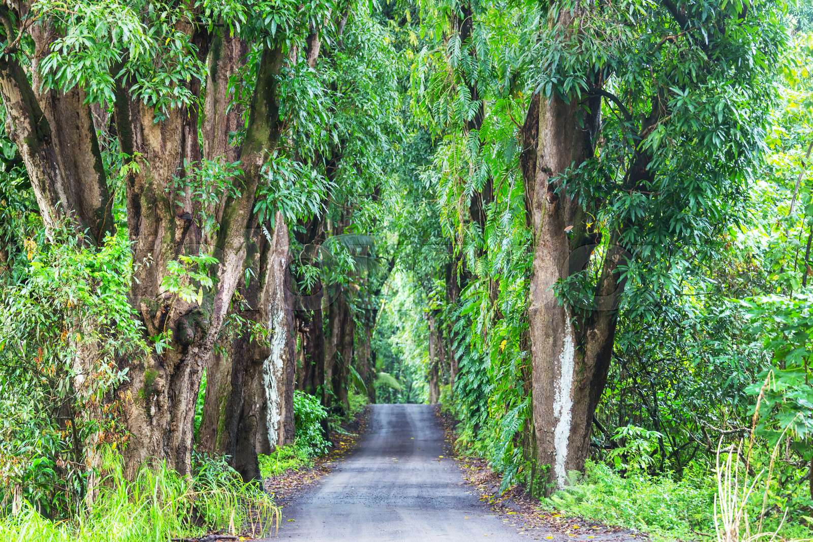 Road in jungle | Stock image | Colourbox