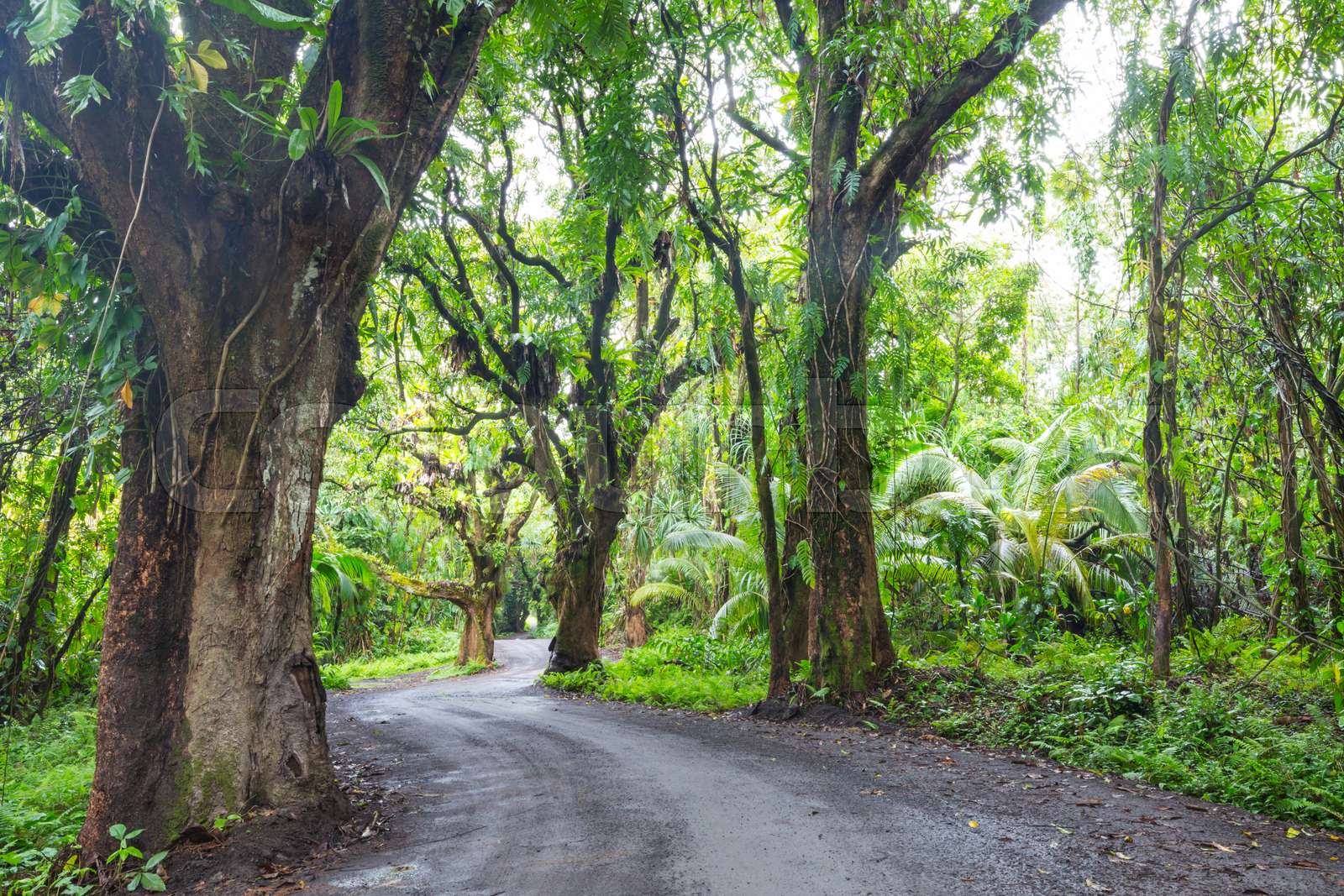 Road in jungle | Stock image | Colourbox