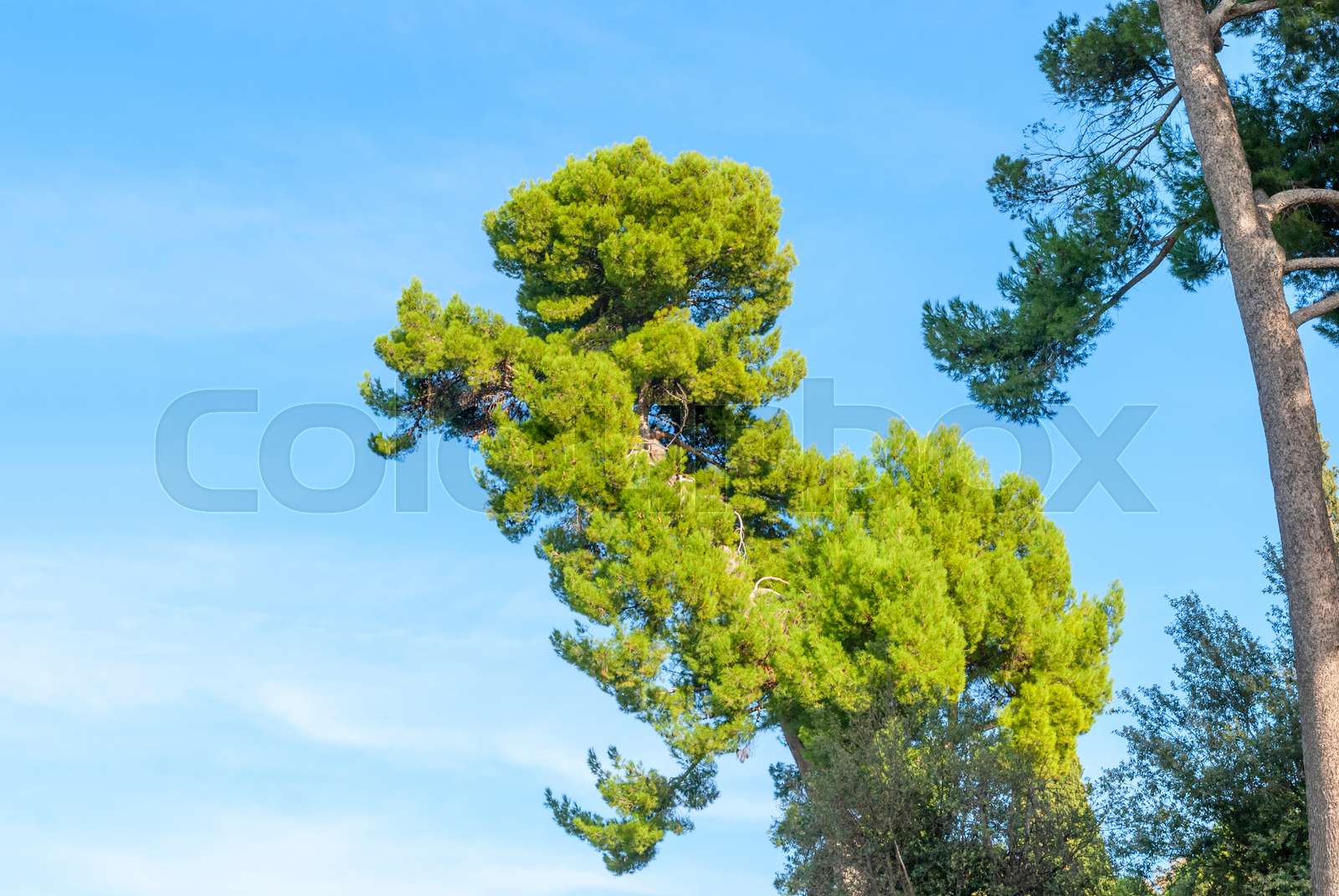 Pinus pinea, also known as the Italian stone pine, umbrella pine and ...