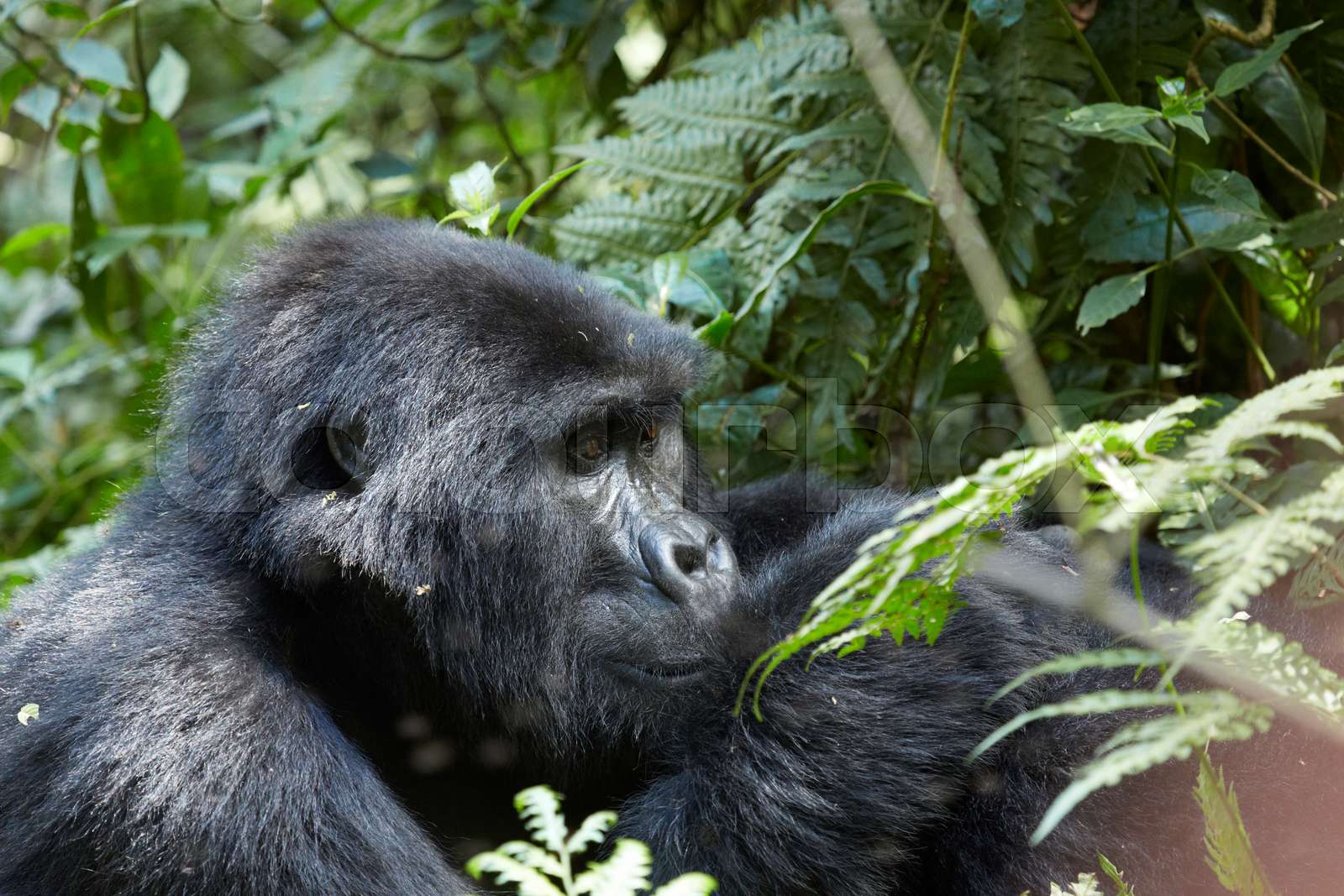 uganda, jungle, animal | Stock image | Colourbox