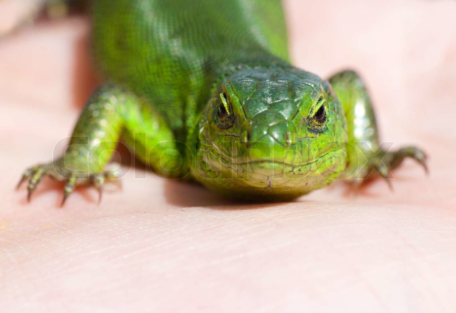 portrait of green lizard | Stock image | Colourbox