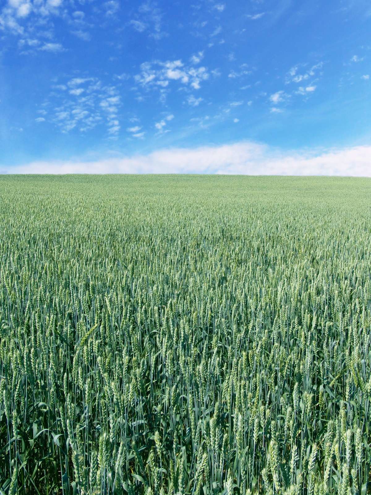 immature wheat field vertical | Stock image | Colourbox