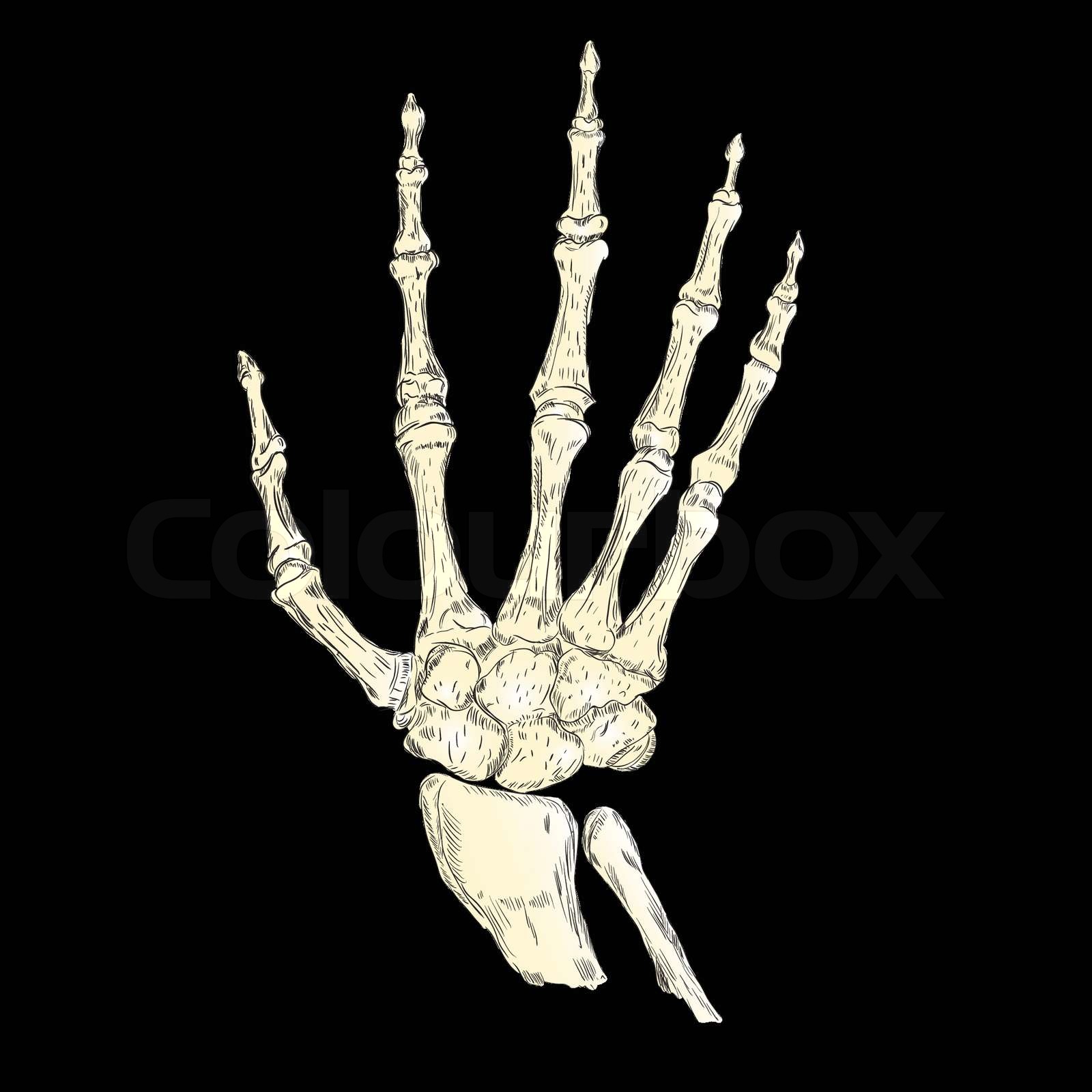 knogle, hånd, skelet | Stock vektor | Colourbox