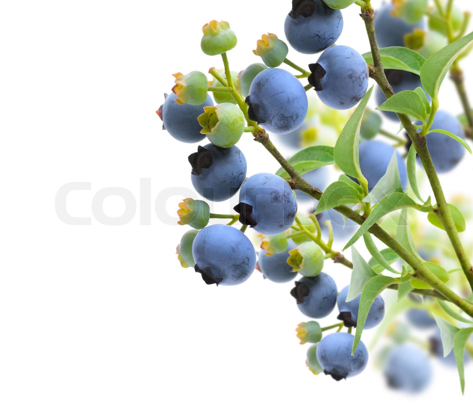 Heidelbeeren | Stock Bild | Colourbox