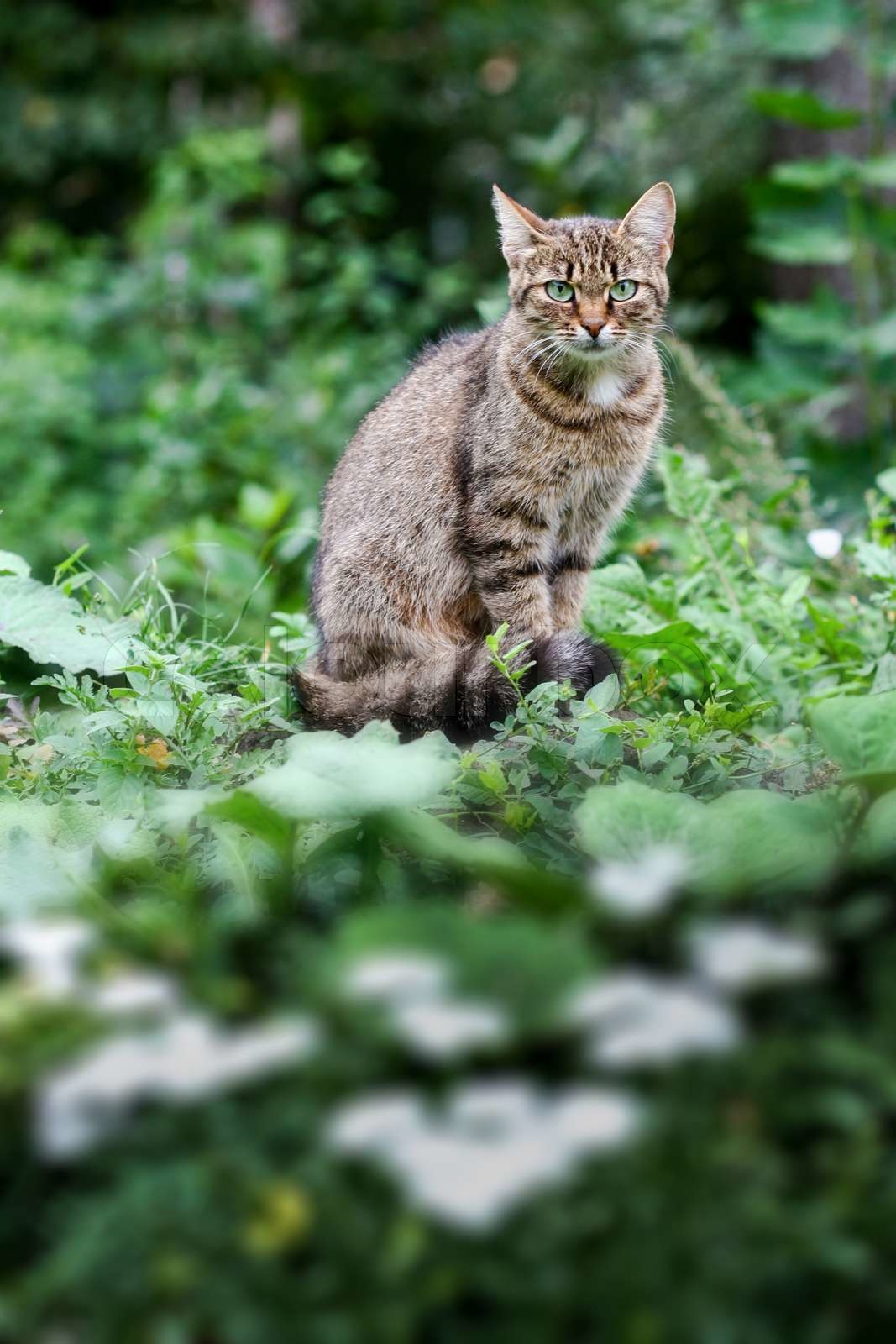 Cat outdoor | Stock image | Colourbox