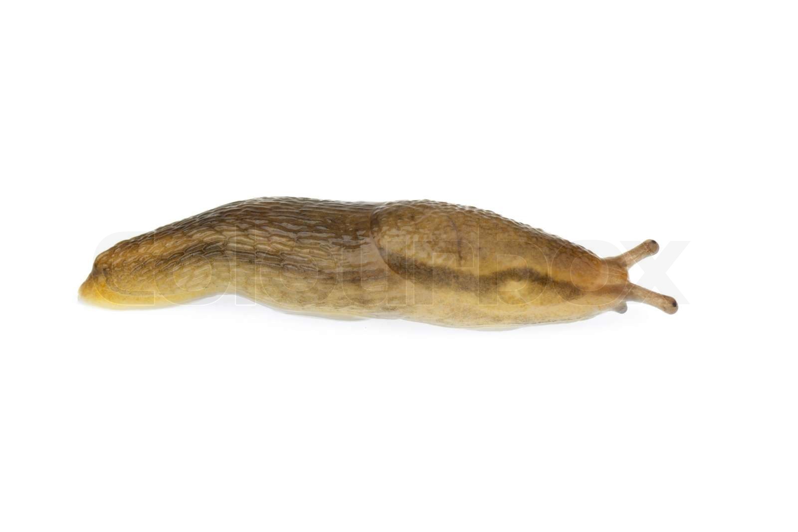 Tiny slug | Stock image | Colourbox