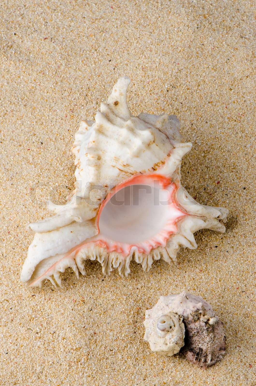 Conchs and shells | Stock image | Colourbox