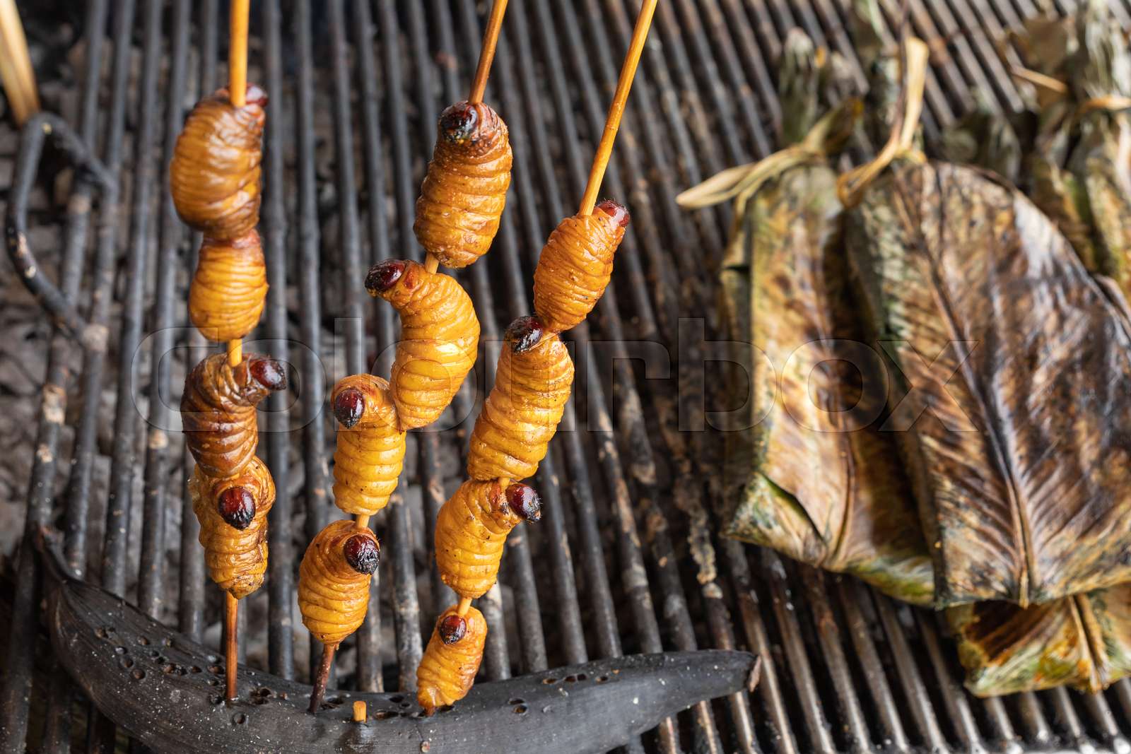 Edible palm weevil larvae (Rhynchophorus phoenicis) at traditional food ...