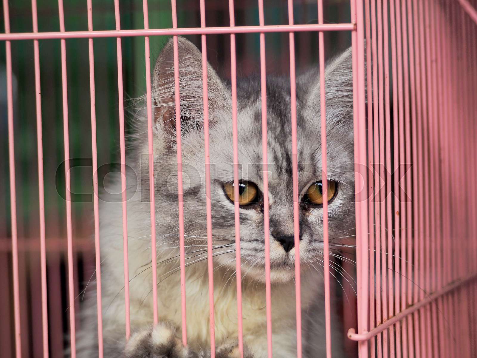 Cat in the cage | Stock image | Colourbox