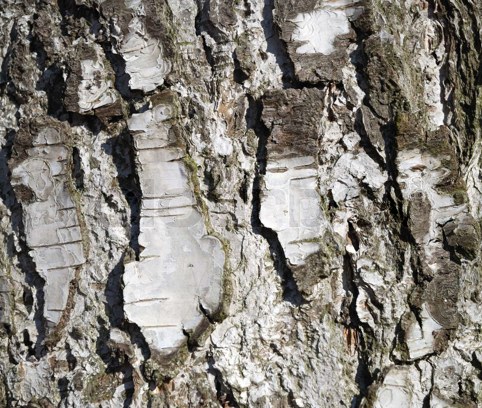 Birke Baum Textur | Stock Bild | Colourbox