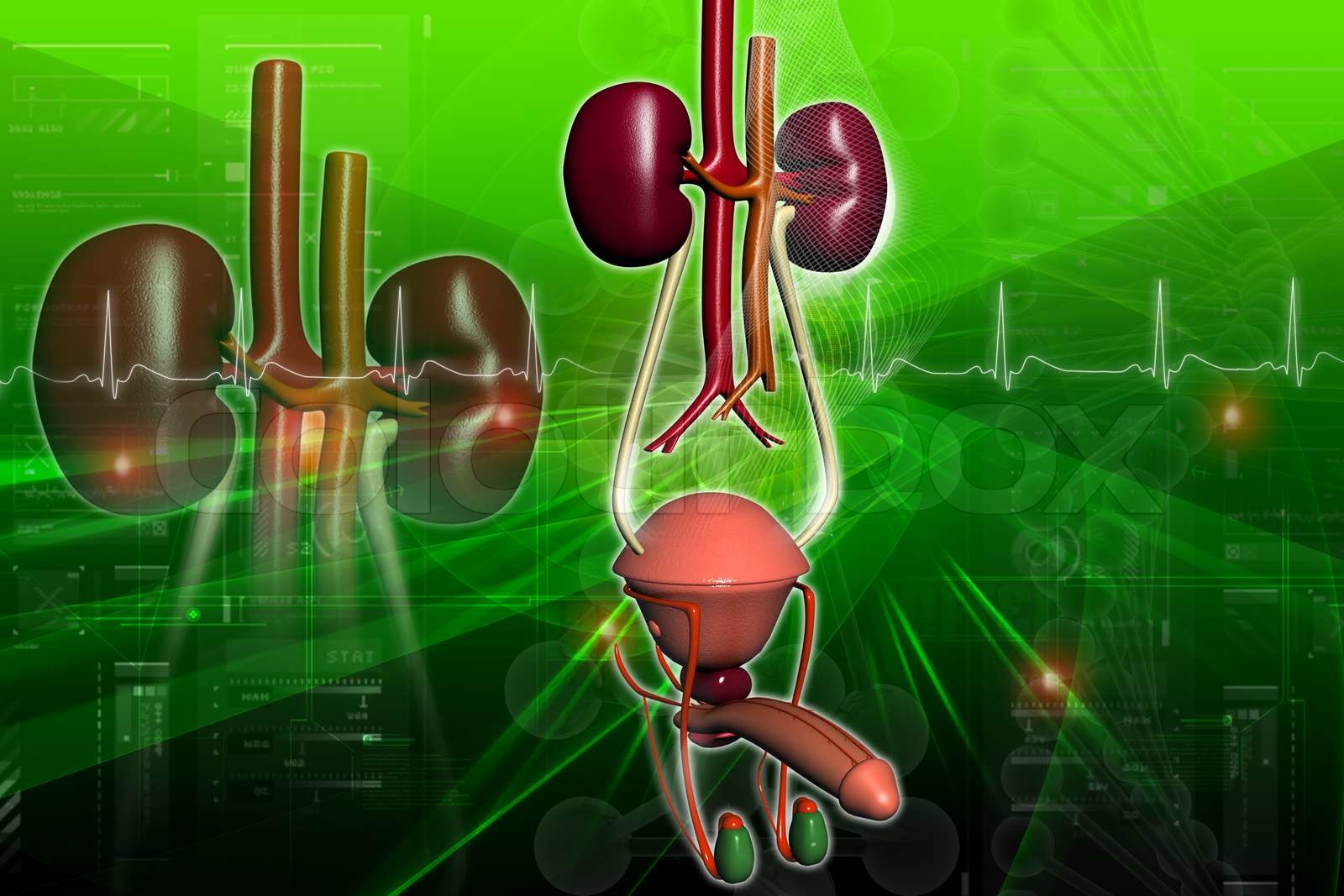 Male urinary system | Stock image | Colourbox