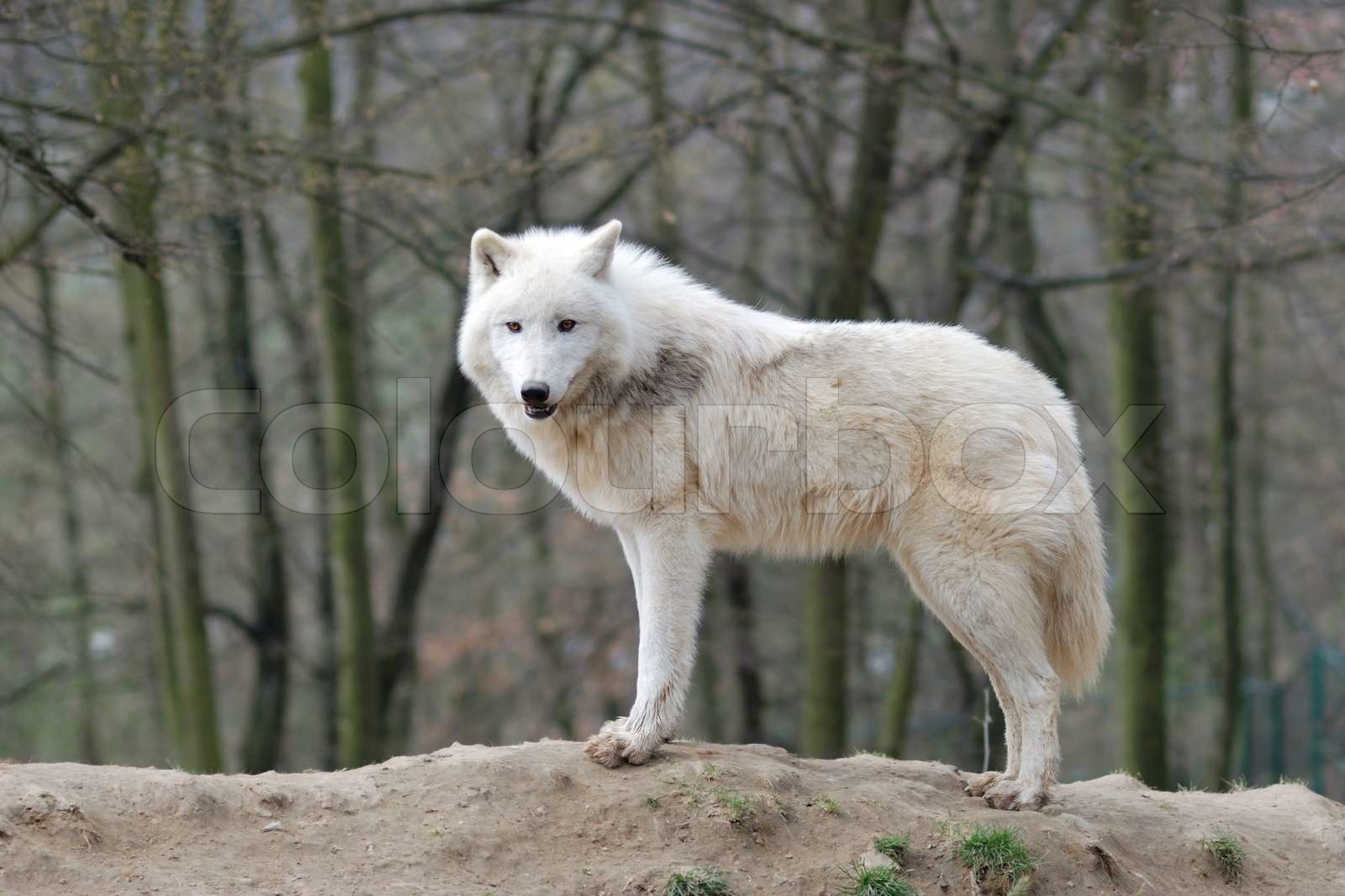Arctic Wolf | Stock image | Colourbox
