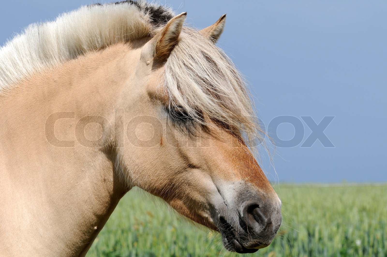 Fjordhest | Stock foto | Colourbox