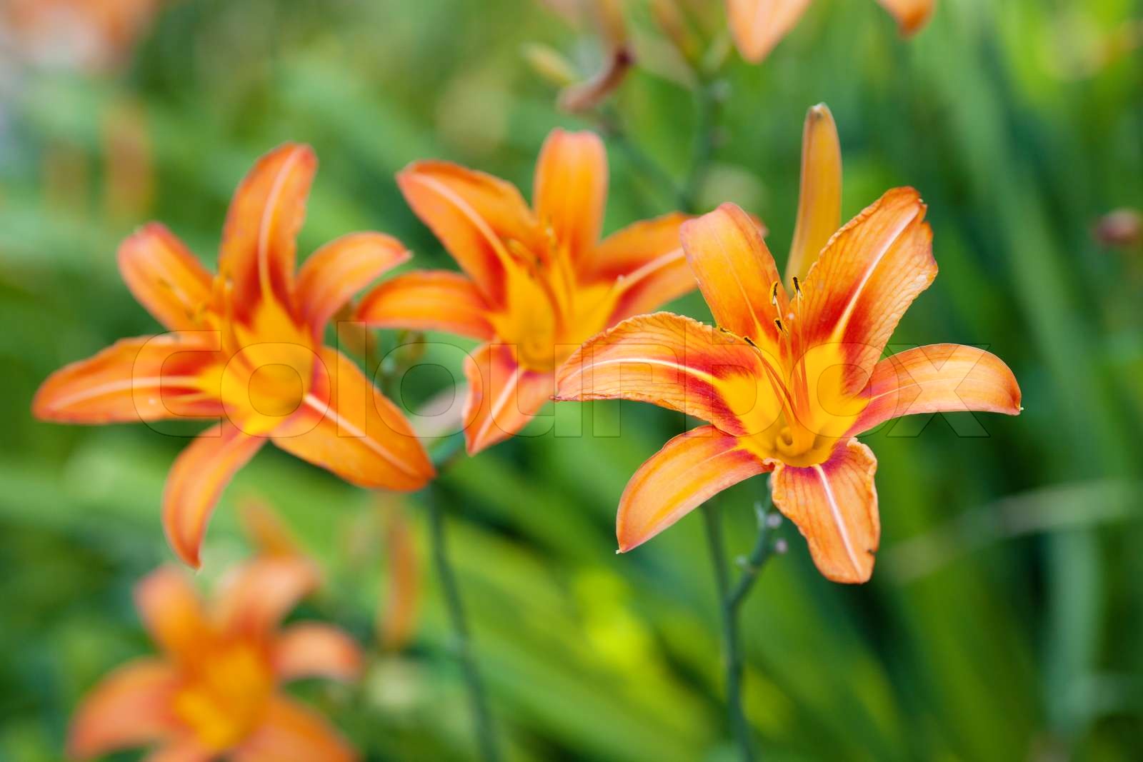 lily | Stock image | Colourbox