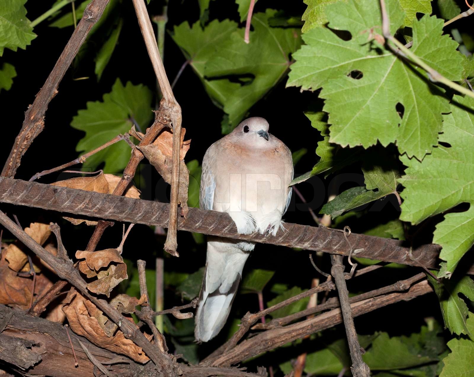 Pigeon on the nature of the night | Stock image | Colourbox