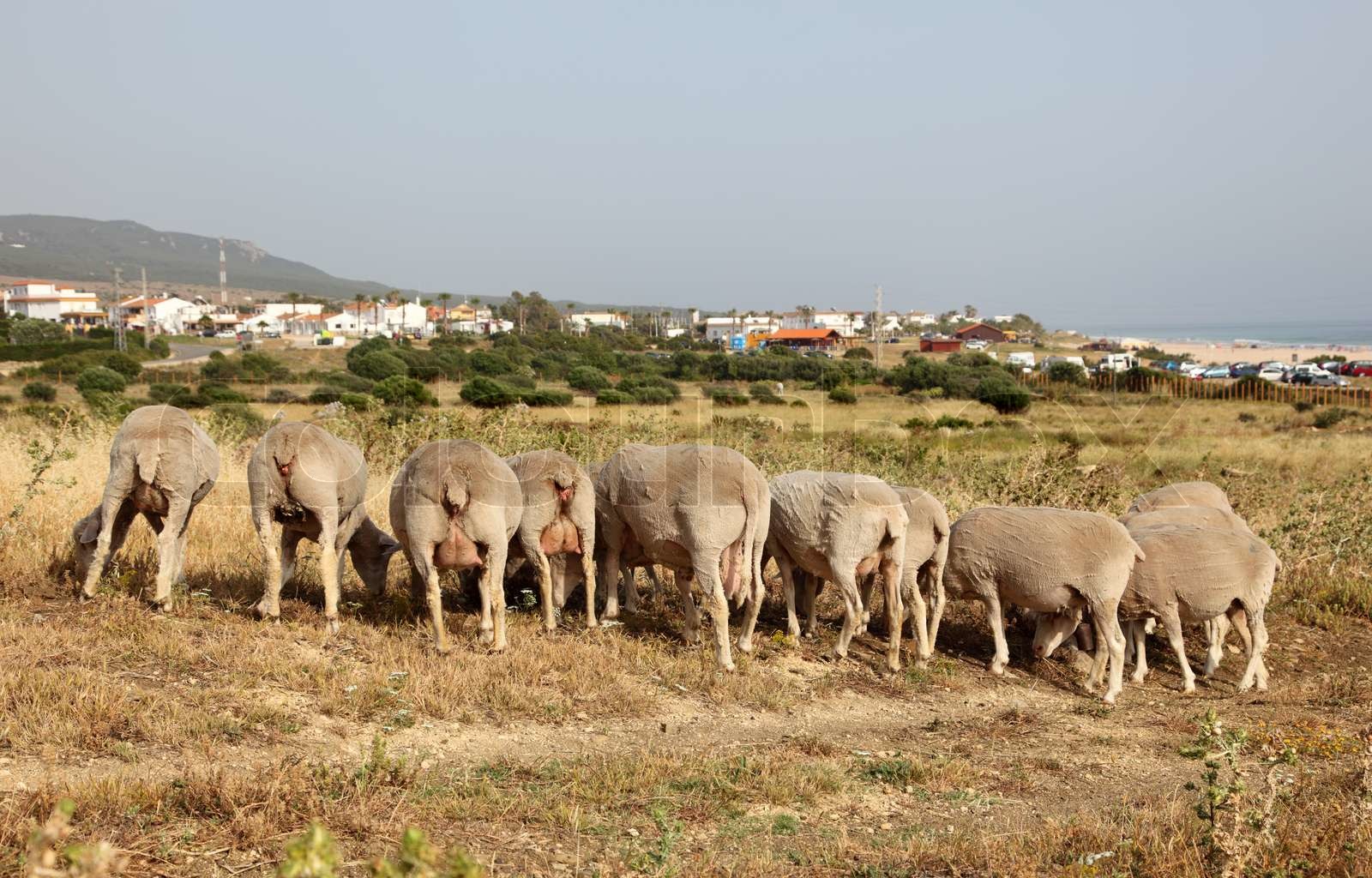 Flock of sheep in Andalusia, Spain | Stock image | Colourbox