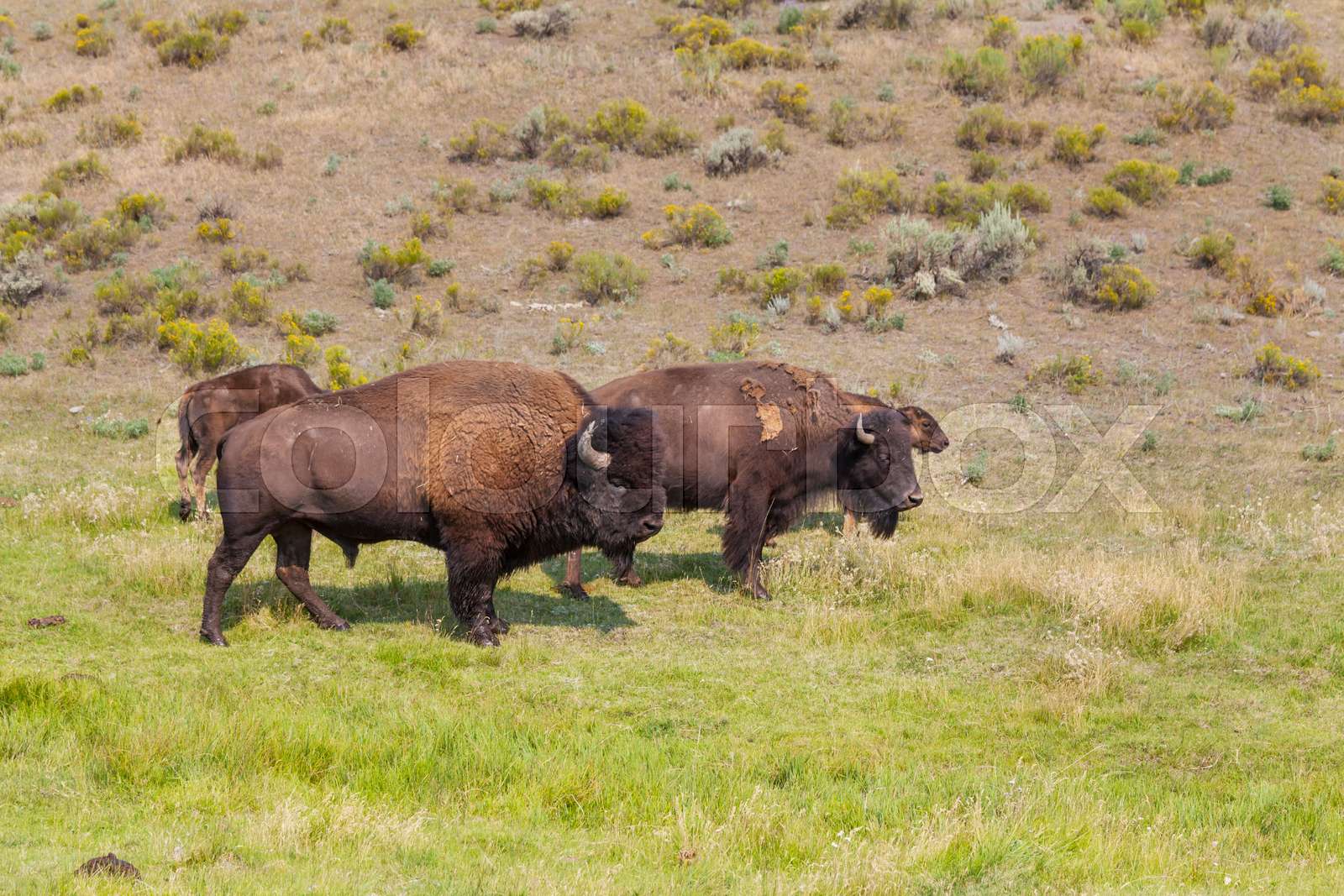 Bizon | Stock image | Colourbox