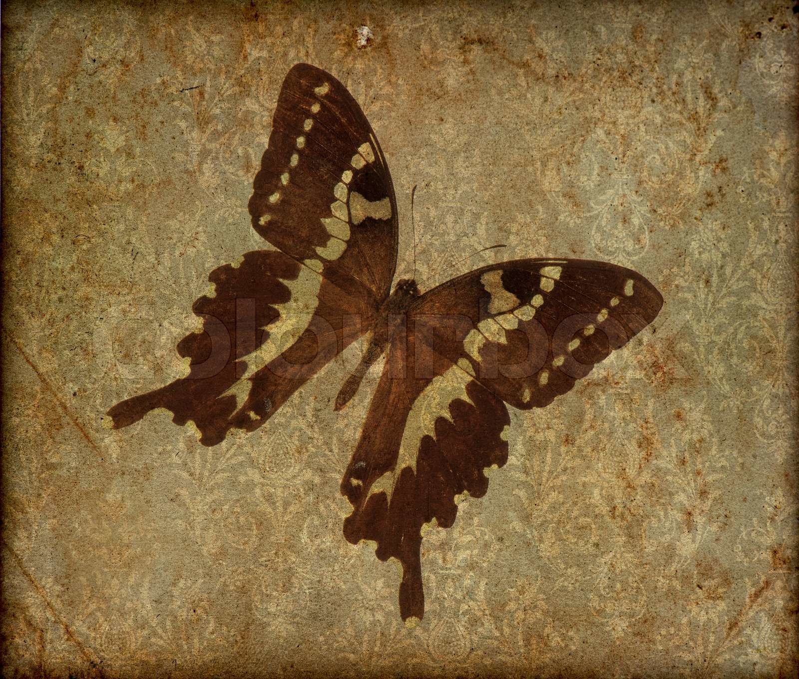 Vintage Photography Butterfly