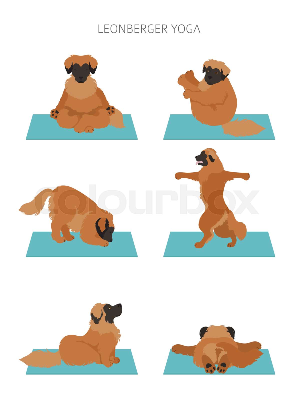 Yoga dogs poses and exercises poster design. Leonberger clipart | Stock ...