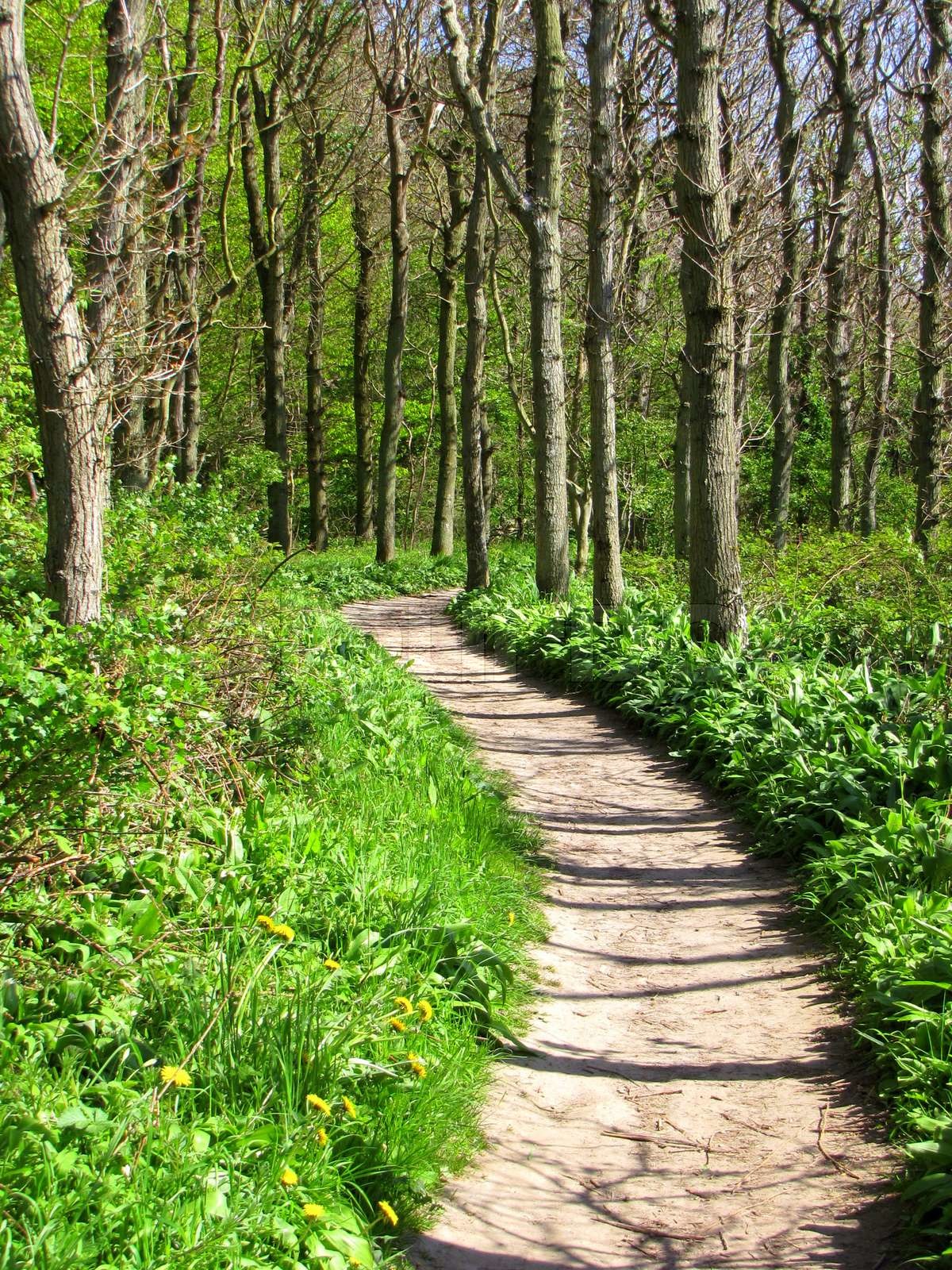 S-shaped path in forest | Stock image | Colourbox