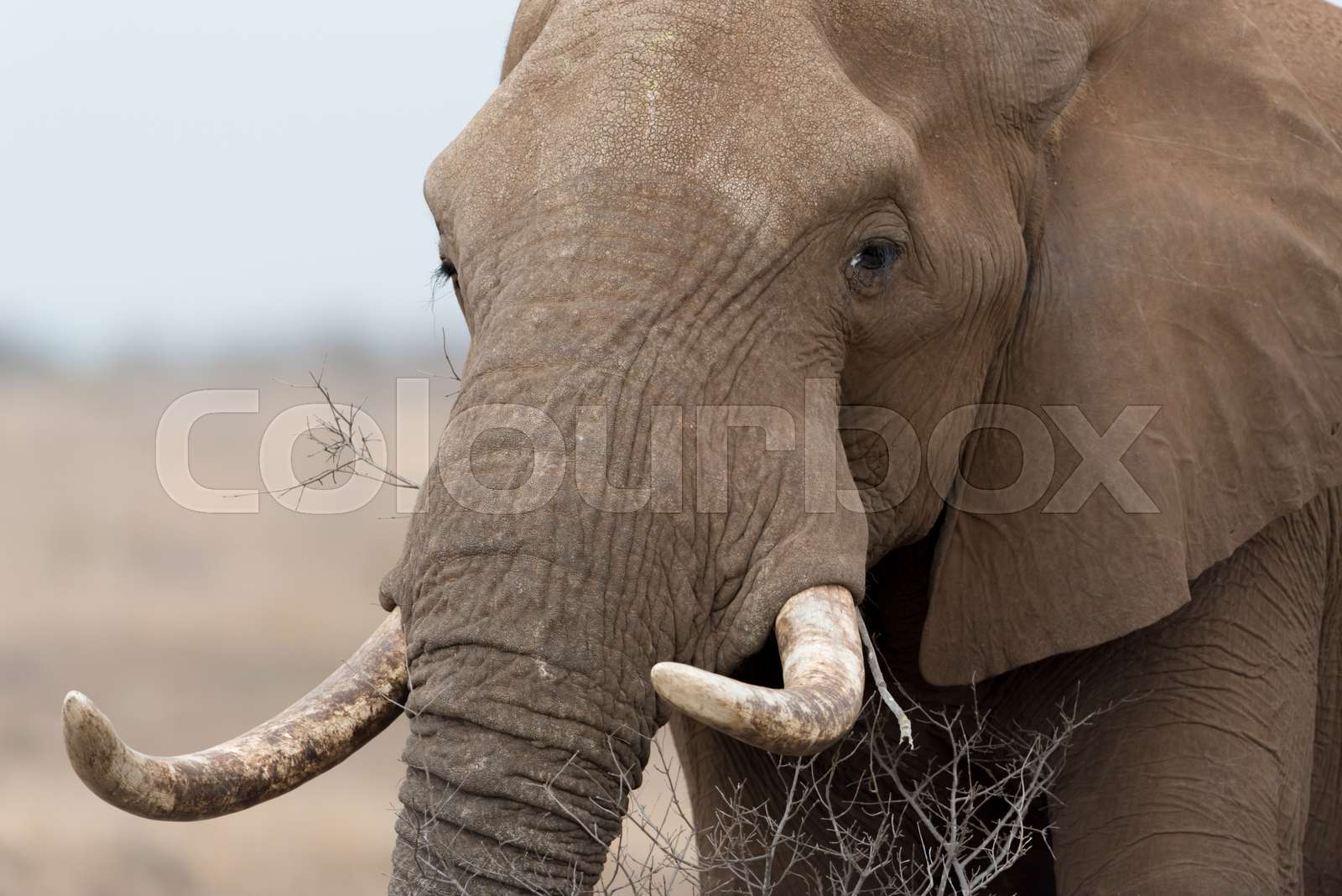 African elephant portrait | Stock image | Colourbox