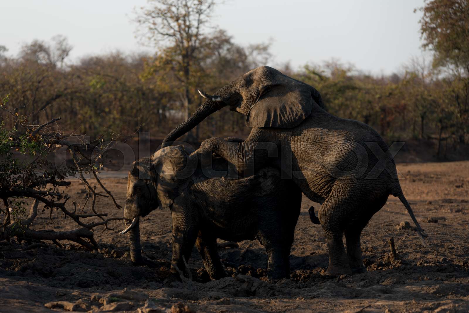 Elephants Mating