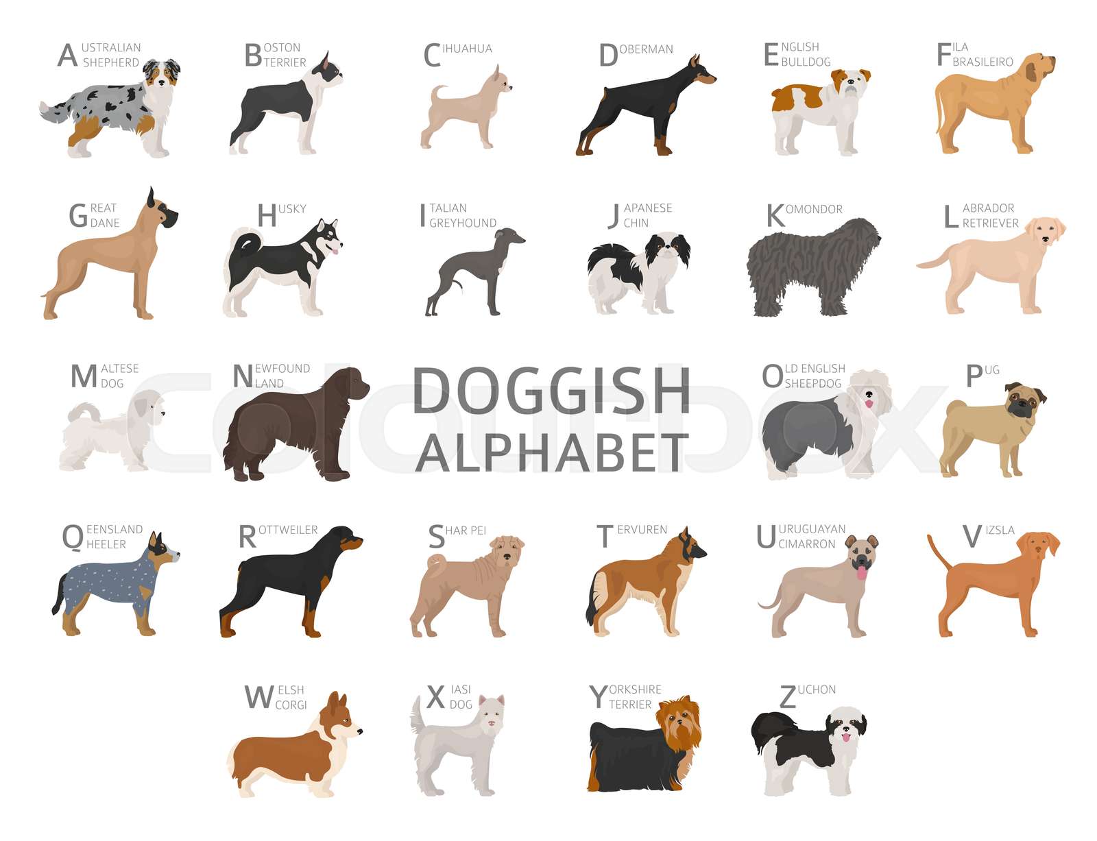 Doggish alphabet for dog lovers. Letters of the alphabet with the names ...