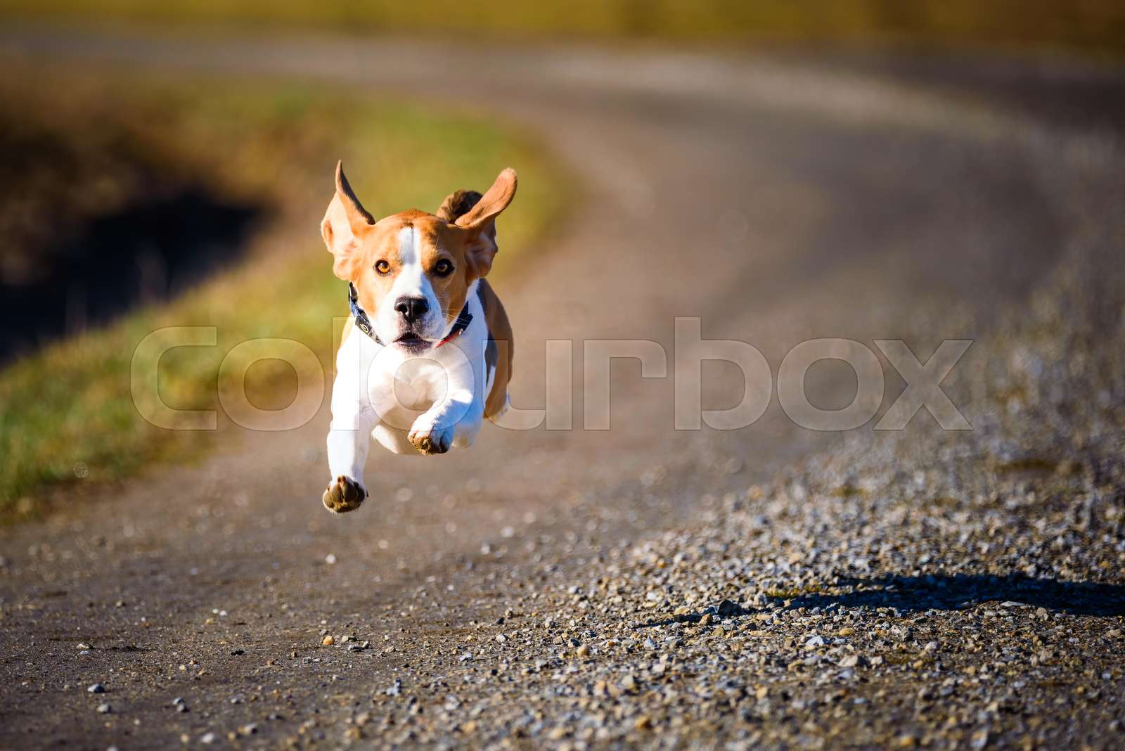 Beagle Running