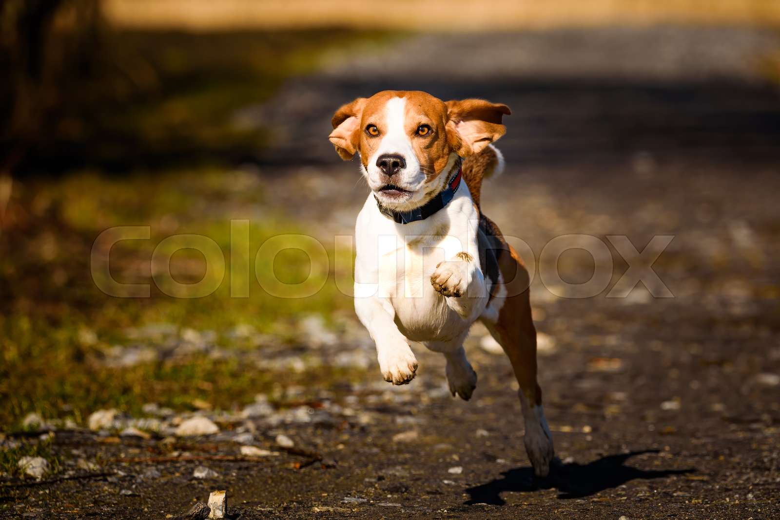 Beagle Running