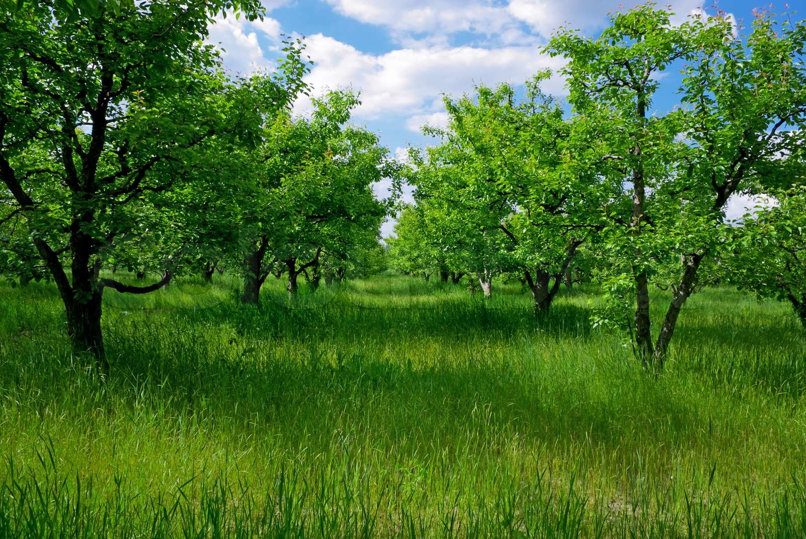Big field of trees | Stock image | Colourbox