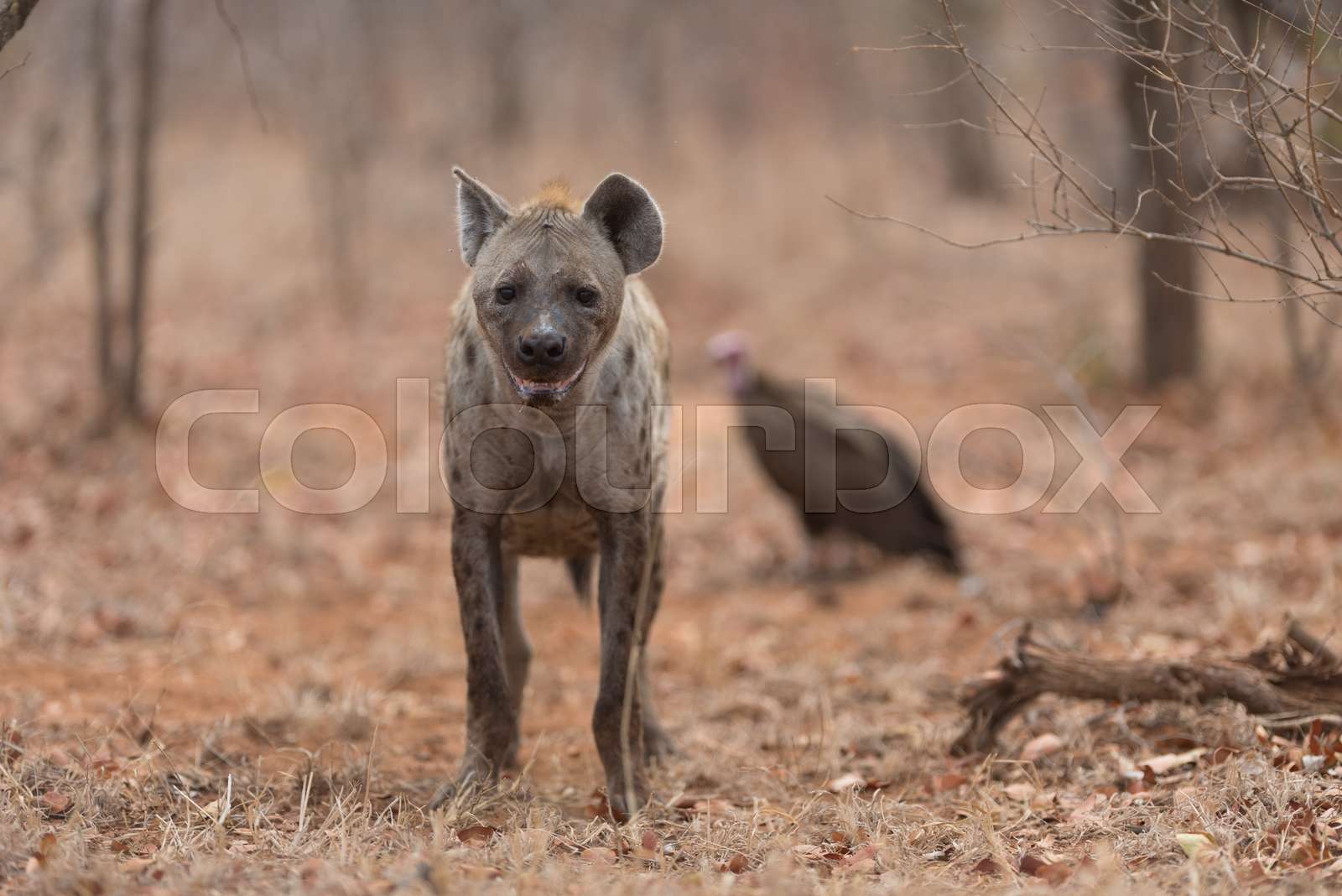 Hyena in the wilderness | Stock image | Colourbox
