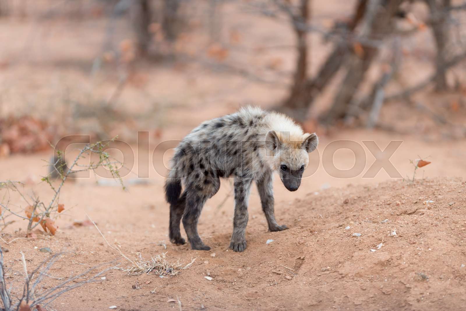 Hyena pup in the wilderness | Stock image | Colourbox