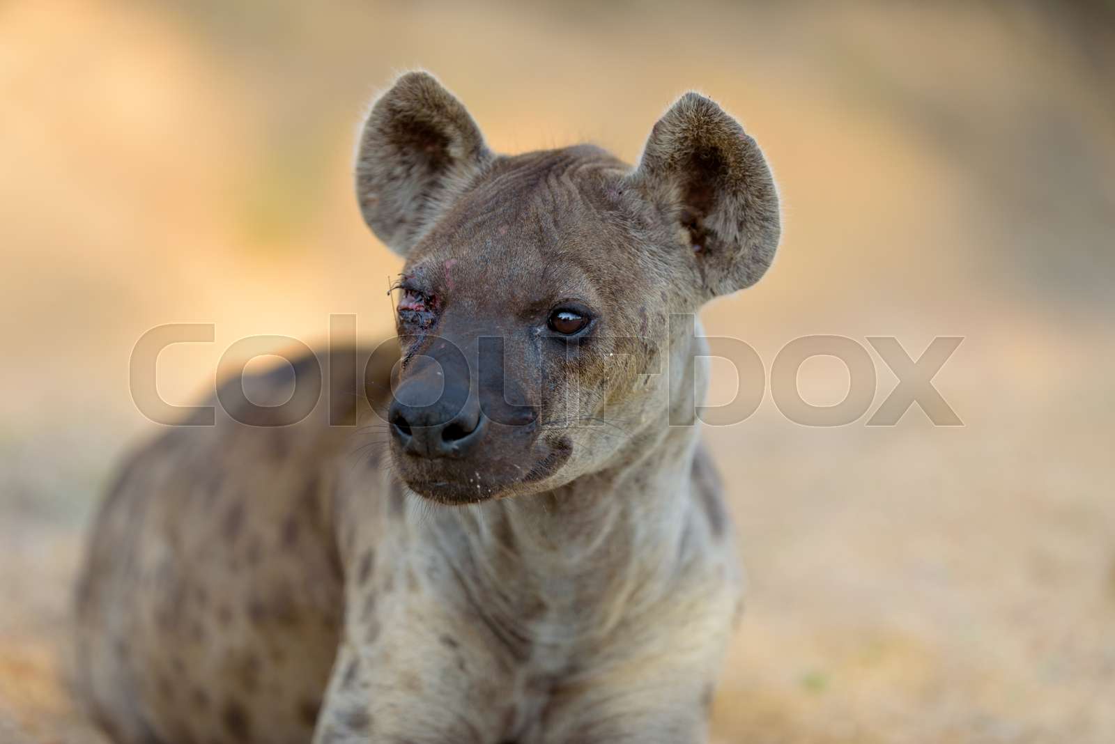 Hyena in the wilderness | Stock image | Colourbox